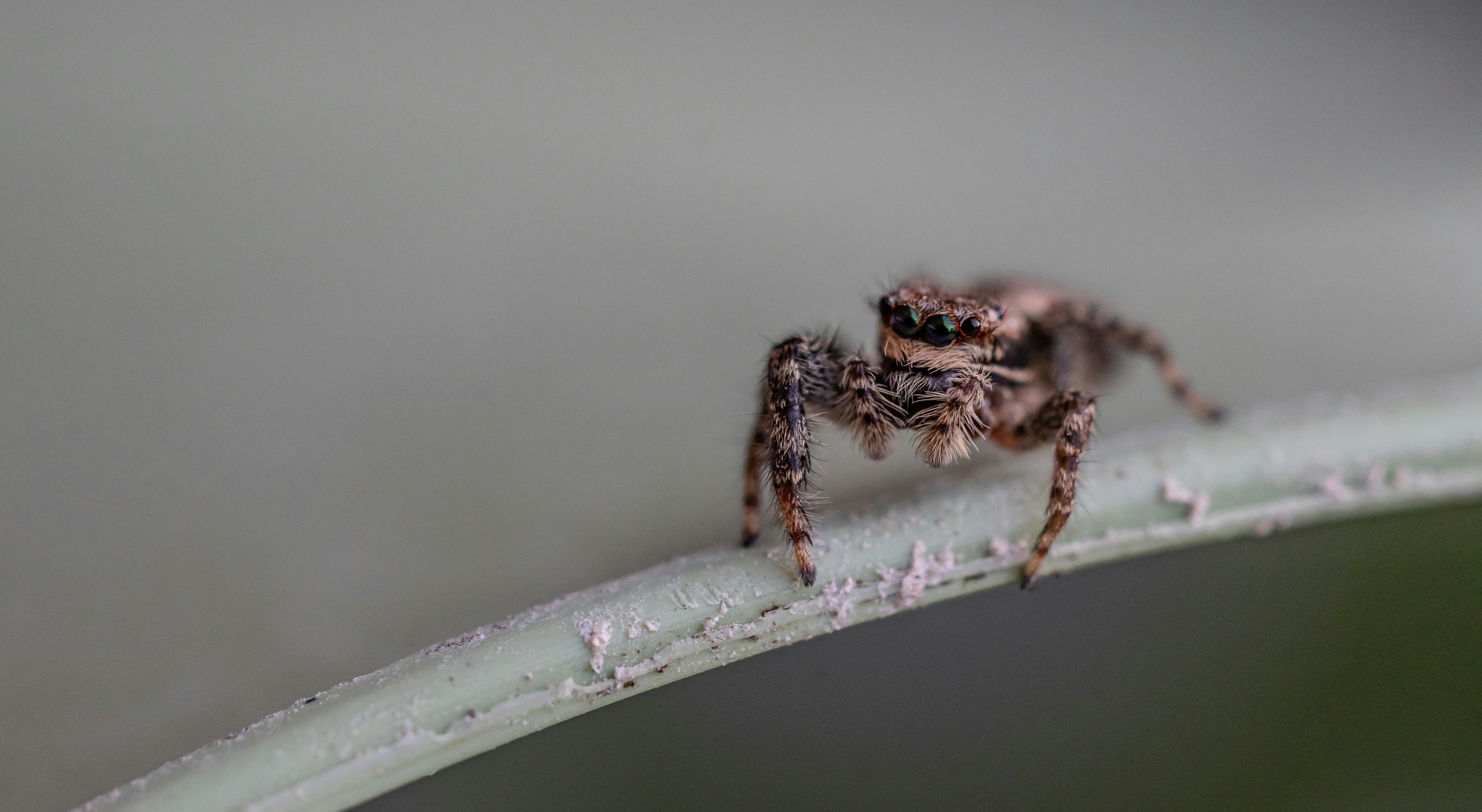 A close-up of a curious spider perched on the edge of a leaf, showcasing intricate details of its body and surroundings.
