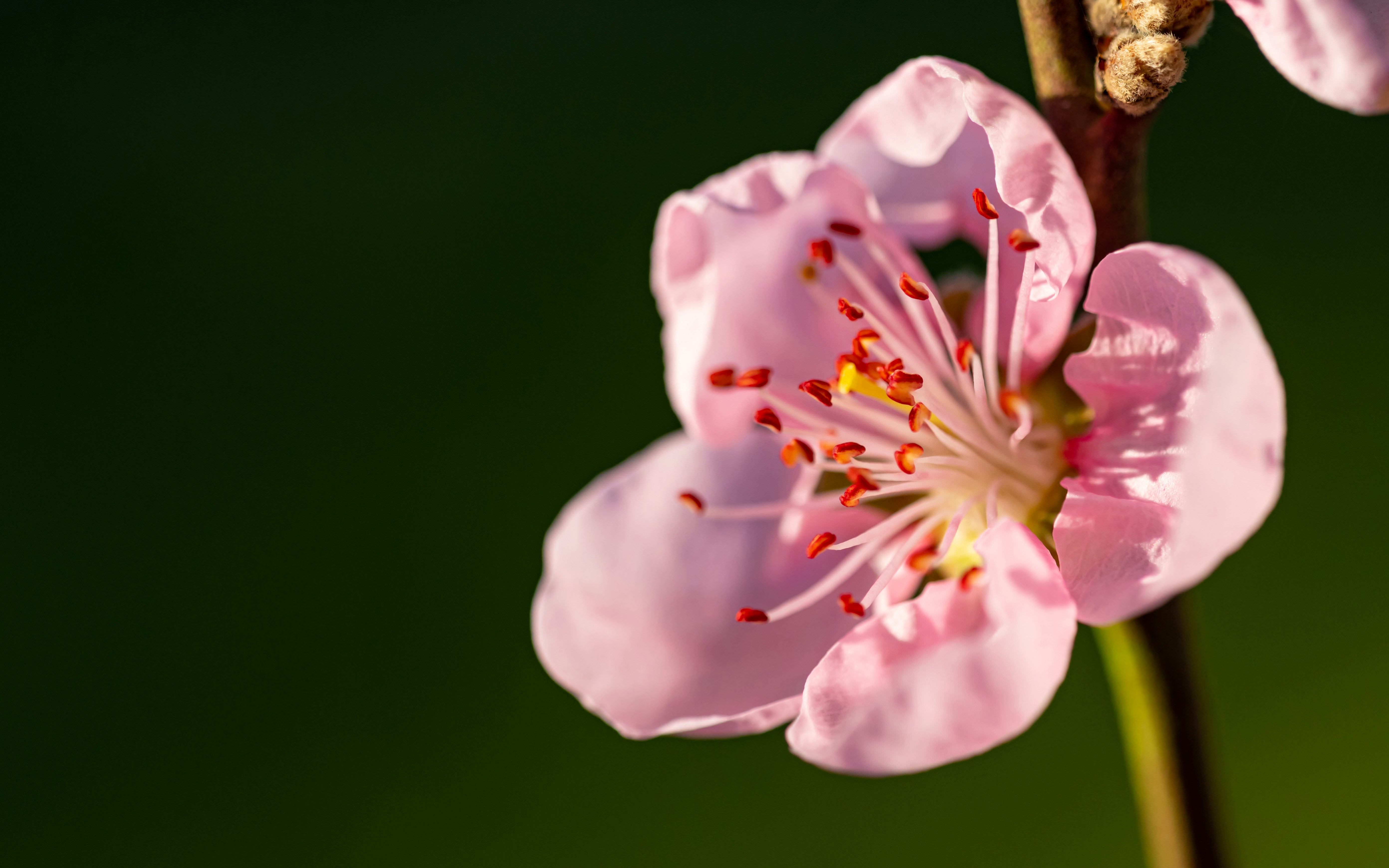 Petal Focus: A Delicate Pink Blossom Against a Soft Green Backdrop