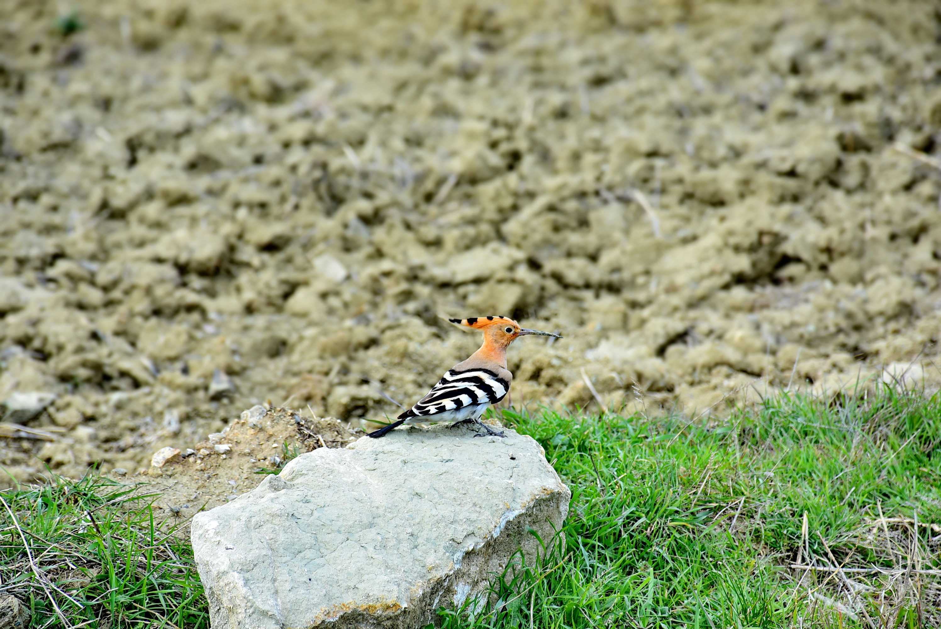 Acrest of a Hoopoe on a grassy rock