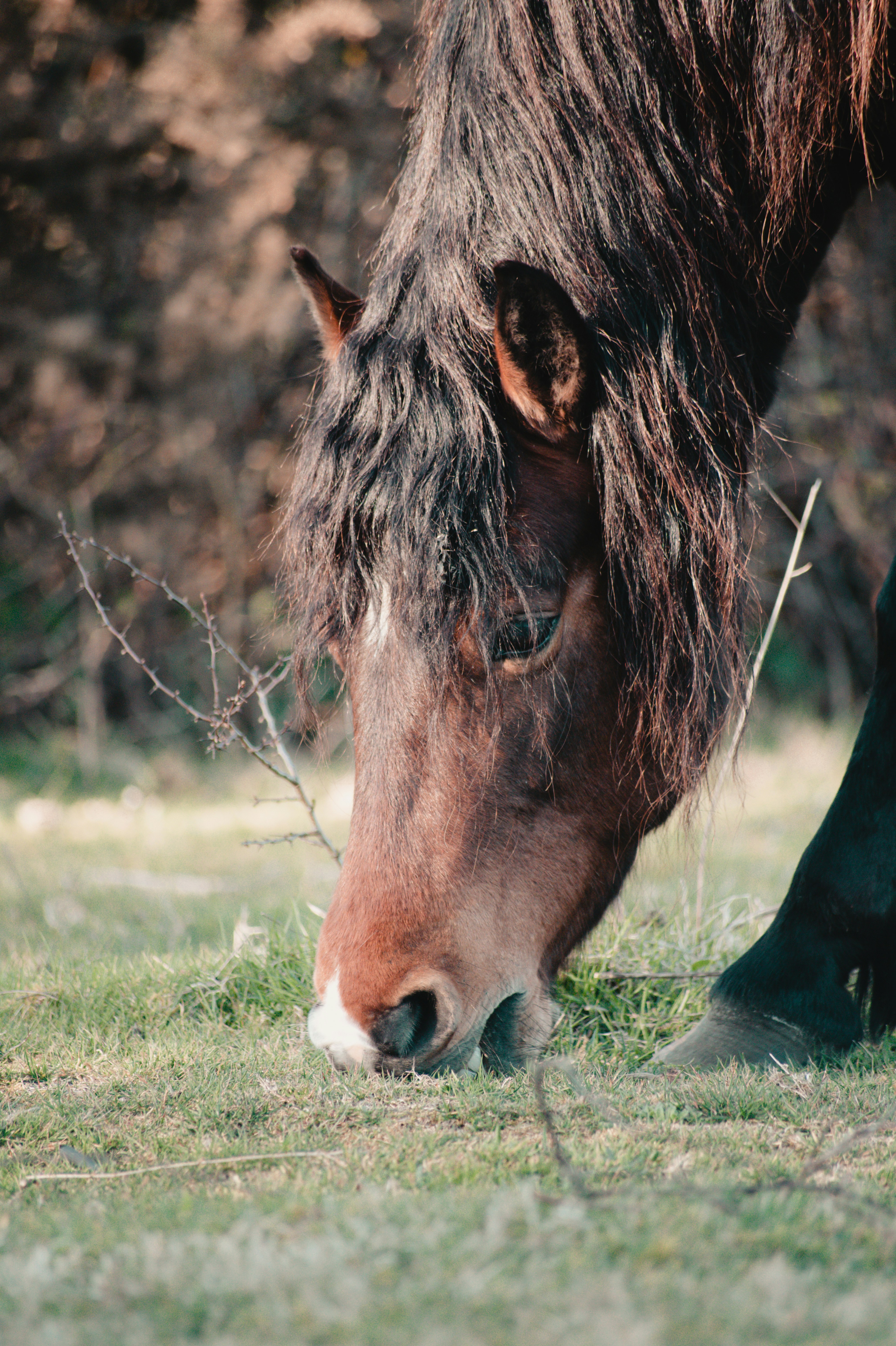 Close-up of a horse grazing on lush grass, showcasing its detailed features and natural environment.