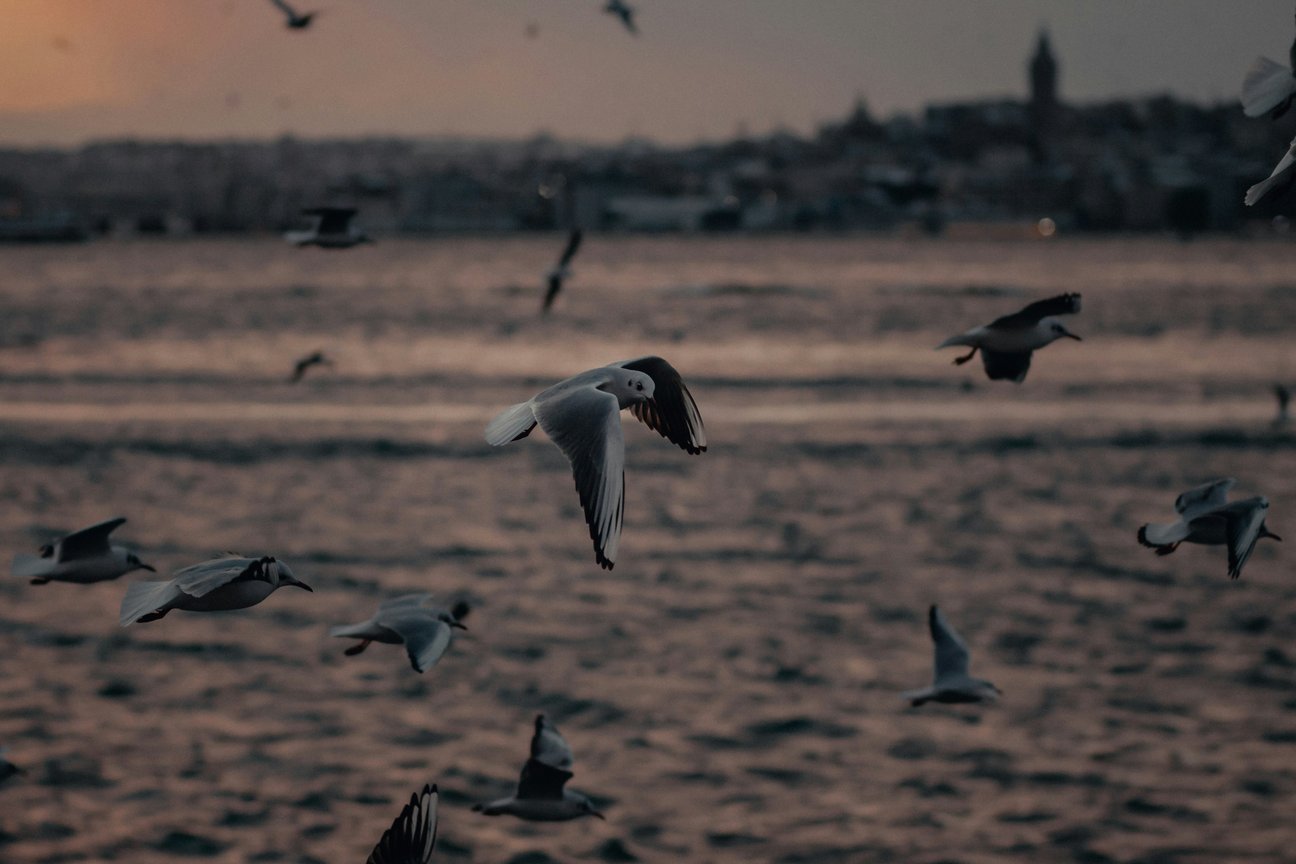 Midflight Seagull over a Dusky Harbor
