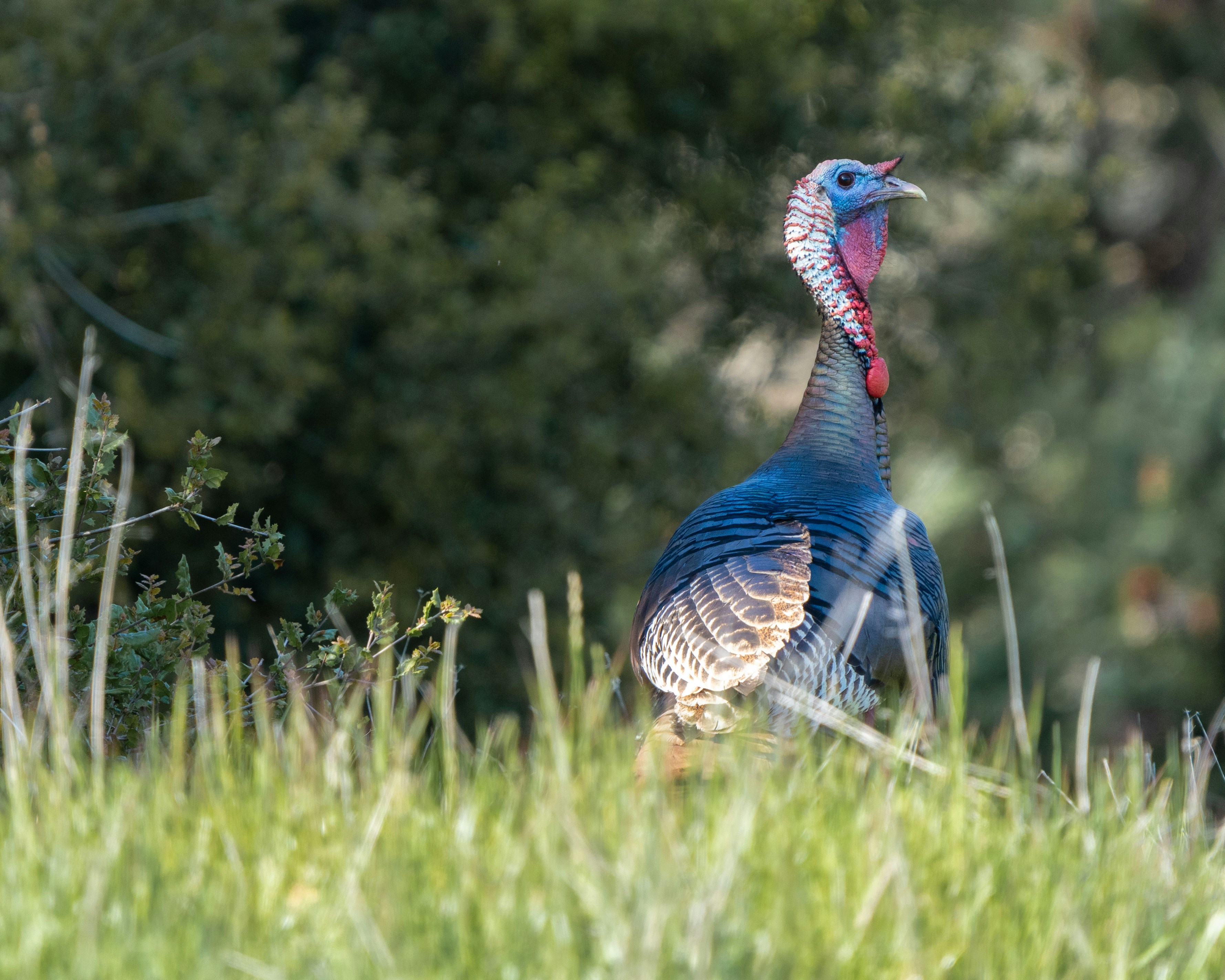 Wild turkey displaying iridescent feathers while standing in tall grass with a forest backdrop.