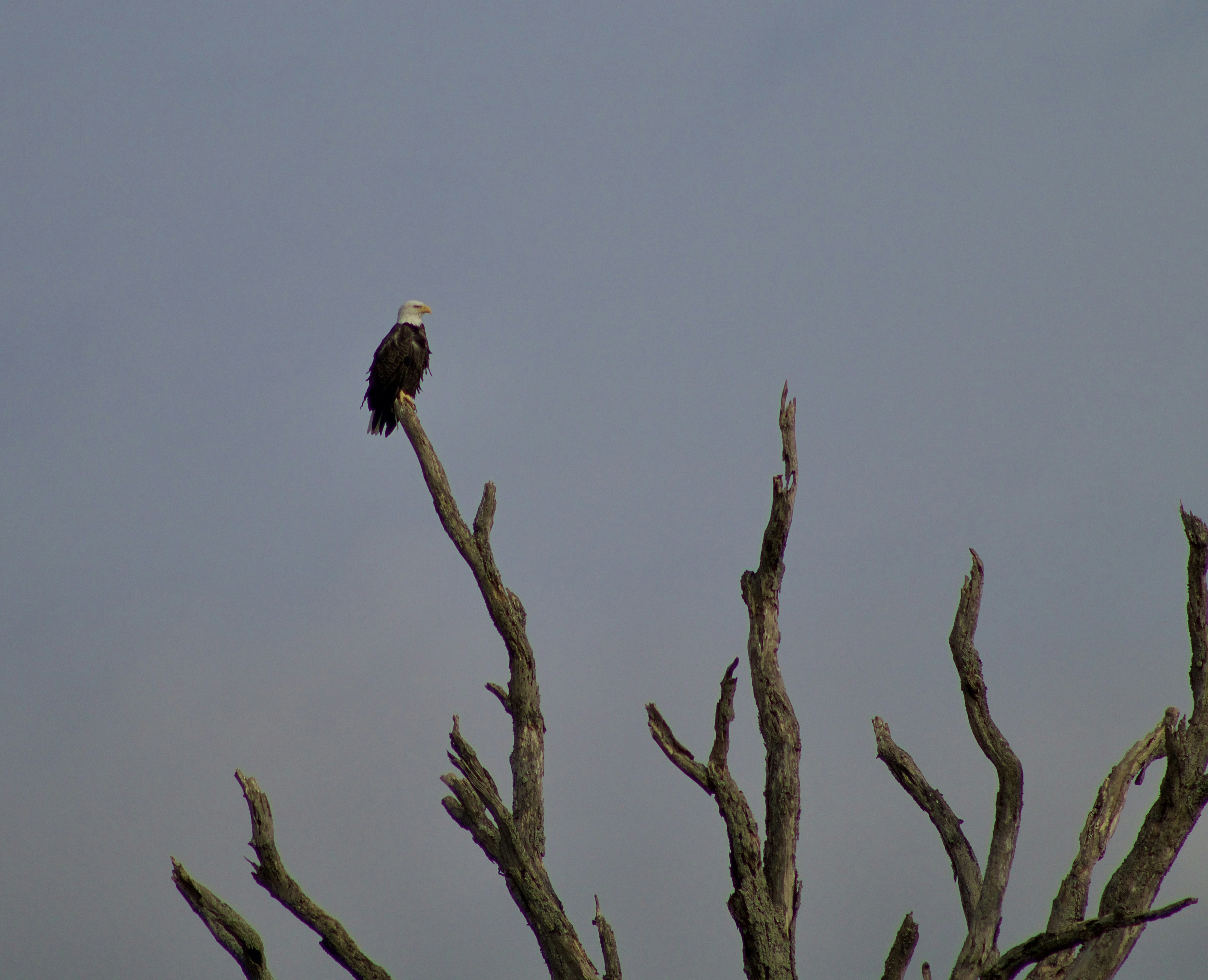Bald eagle perched atop a weathered tree branch against a cloudy backdrop.