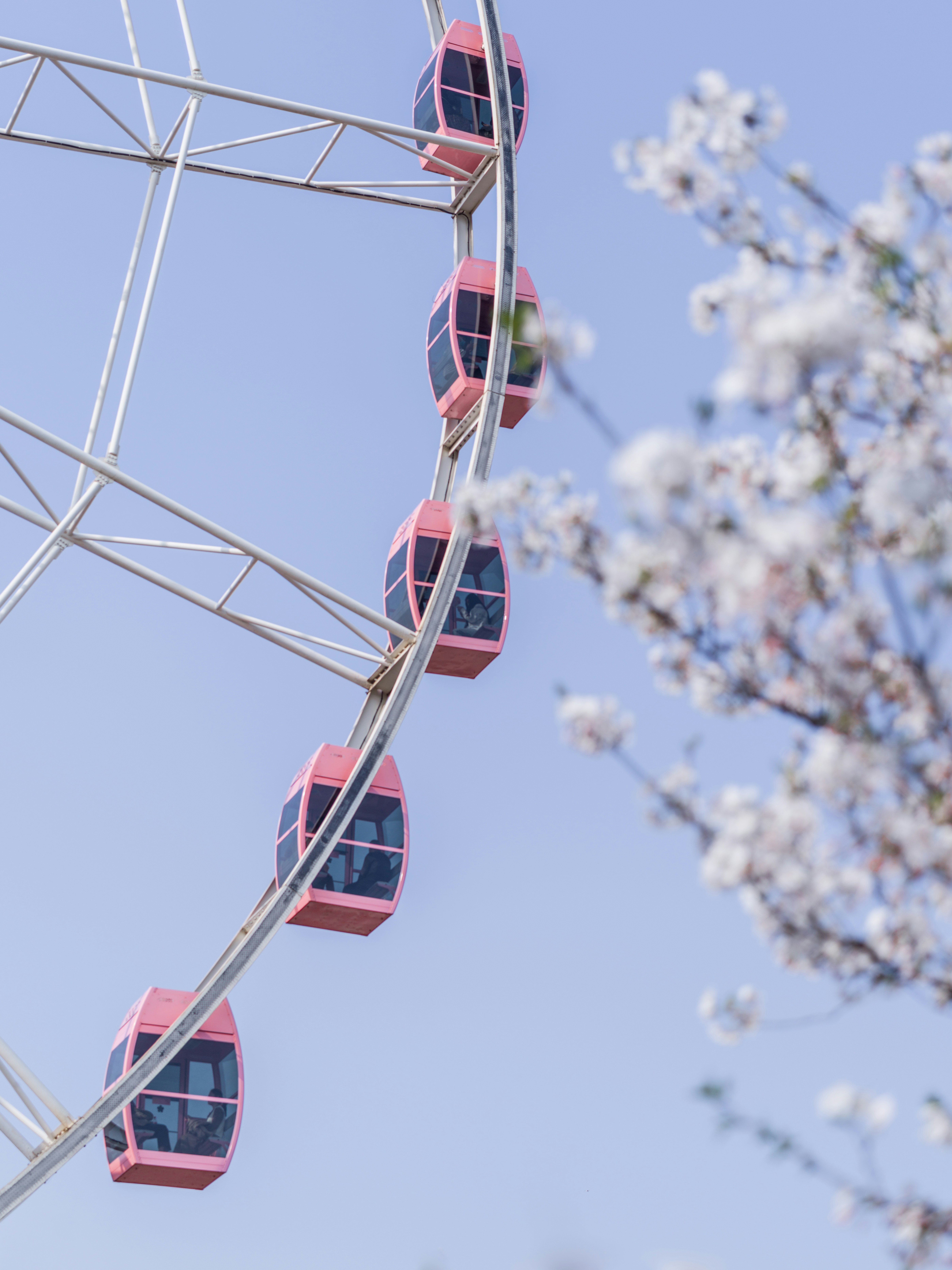Pink Gondolas on a Skyward Wheel