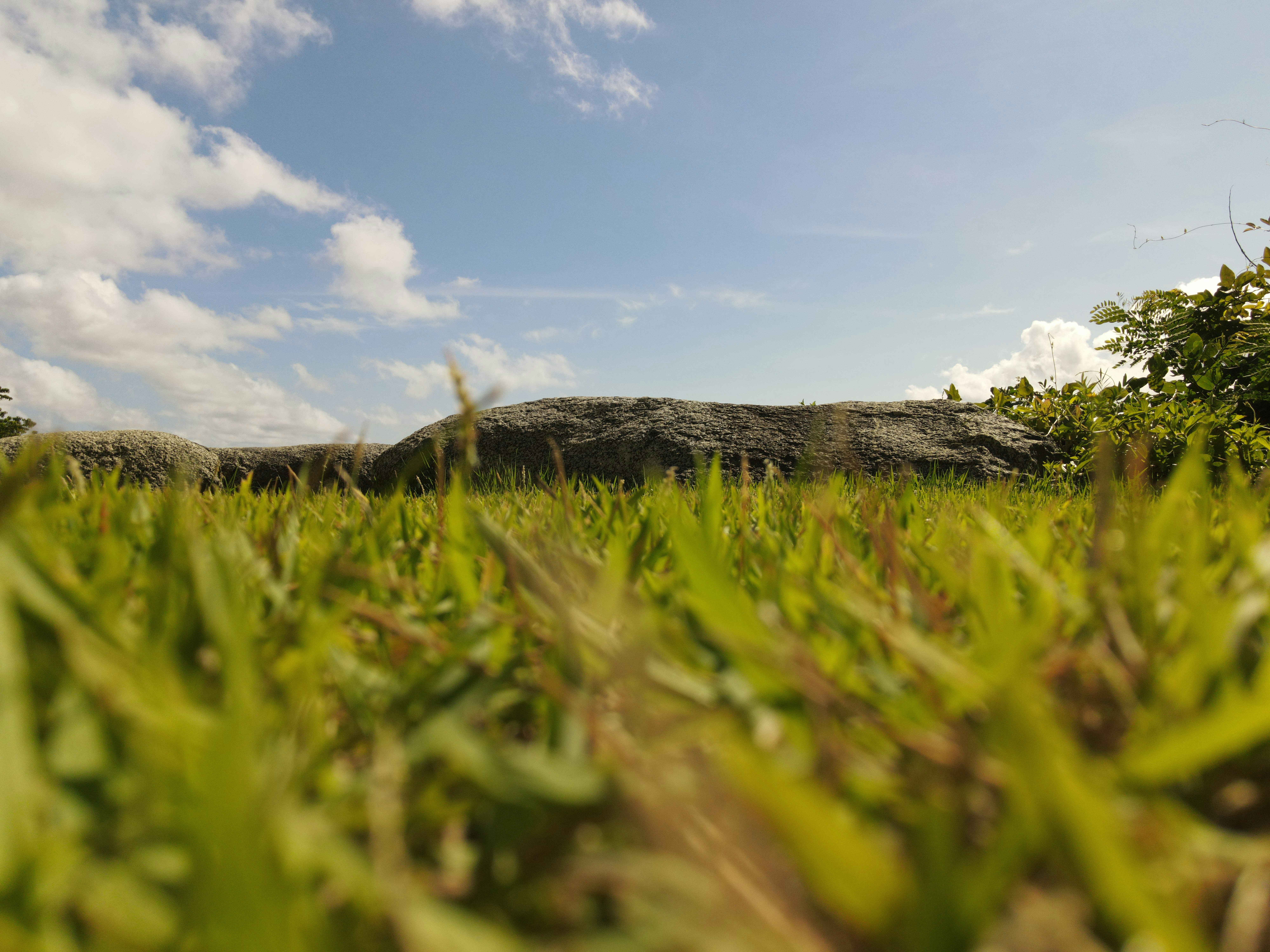 Whispering Meadows Beneath Vast Skies