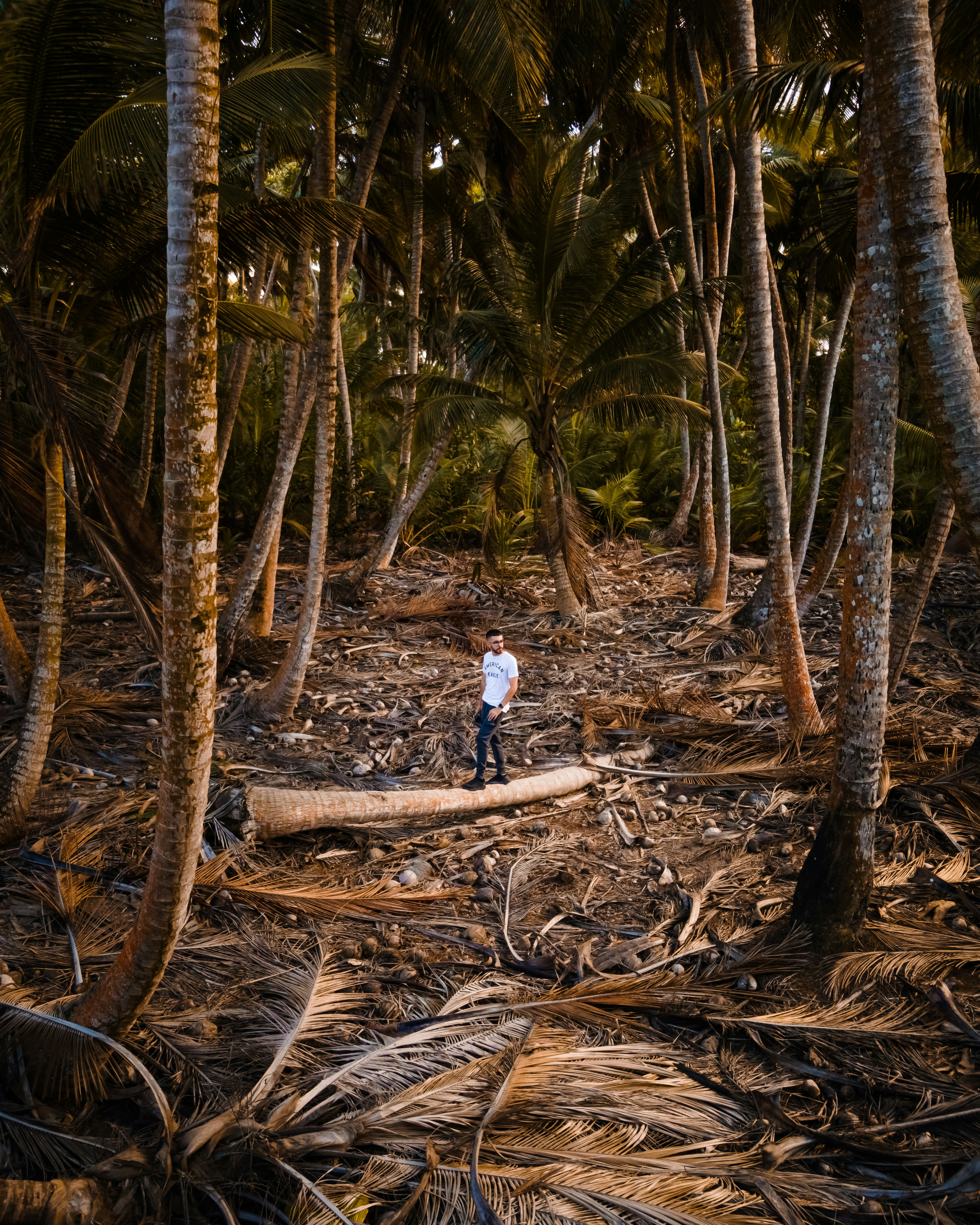 A lone figure on a fallen log beneath a cathedral of palms