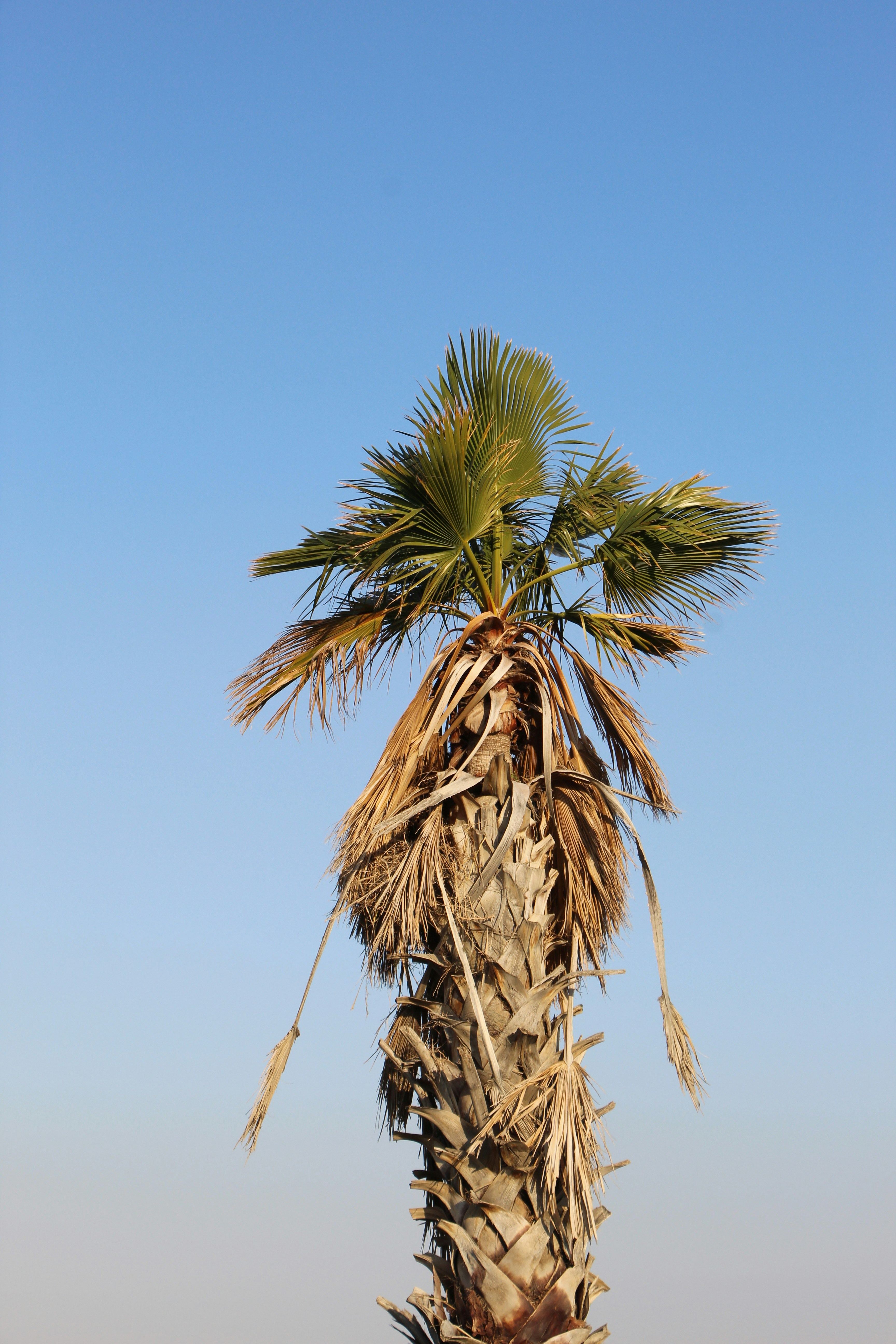 green palm tree under blue sky during daytime