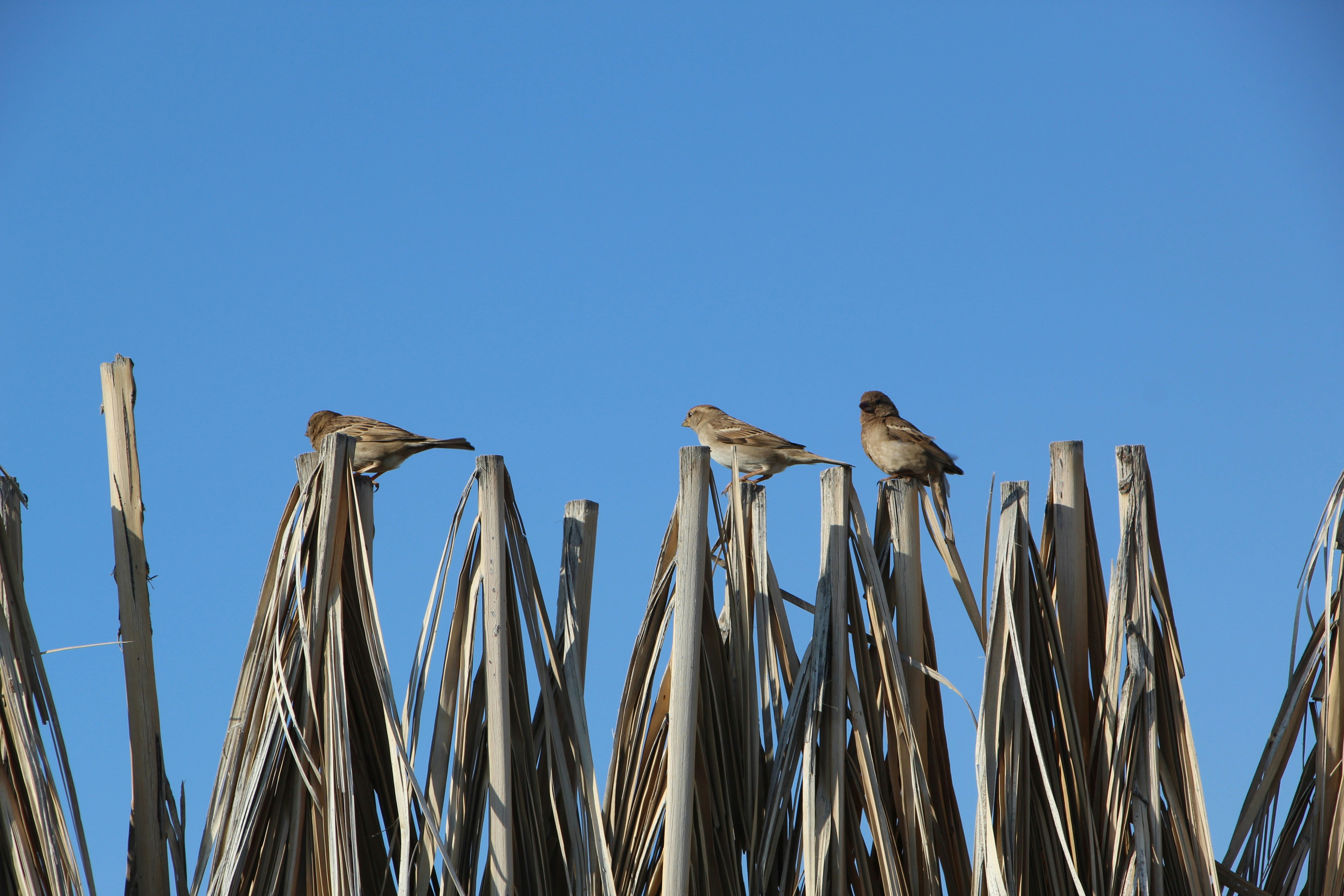 Three Silent Observers on Weathered Reeds Under a Clear Blue Sky