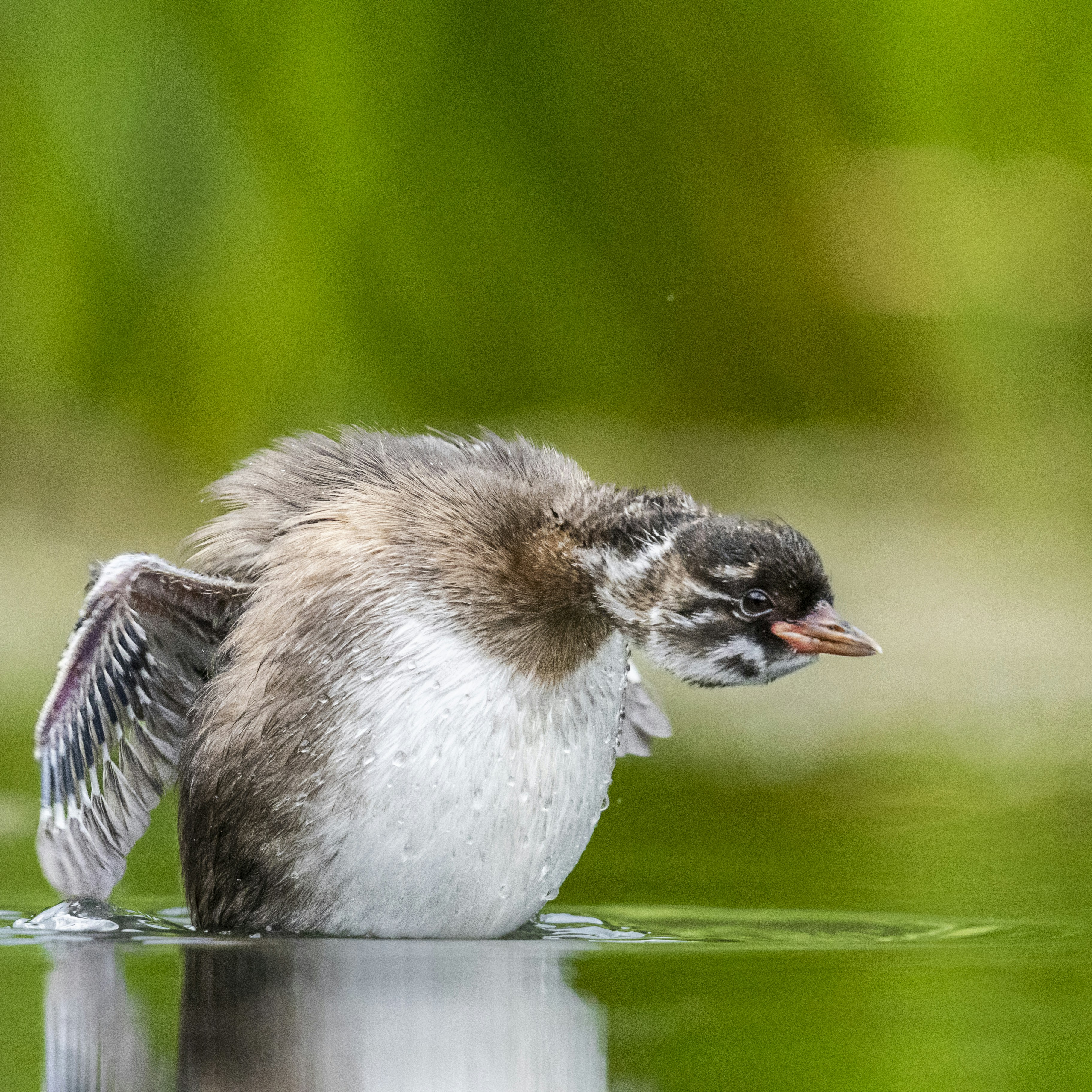 Tiny Wetland Wanderer: A Duckling Extends its Wings at the Waterline