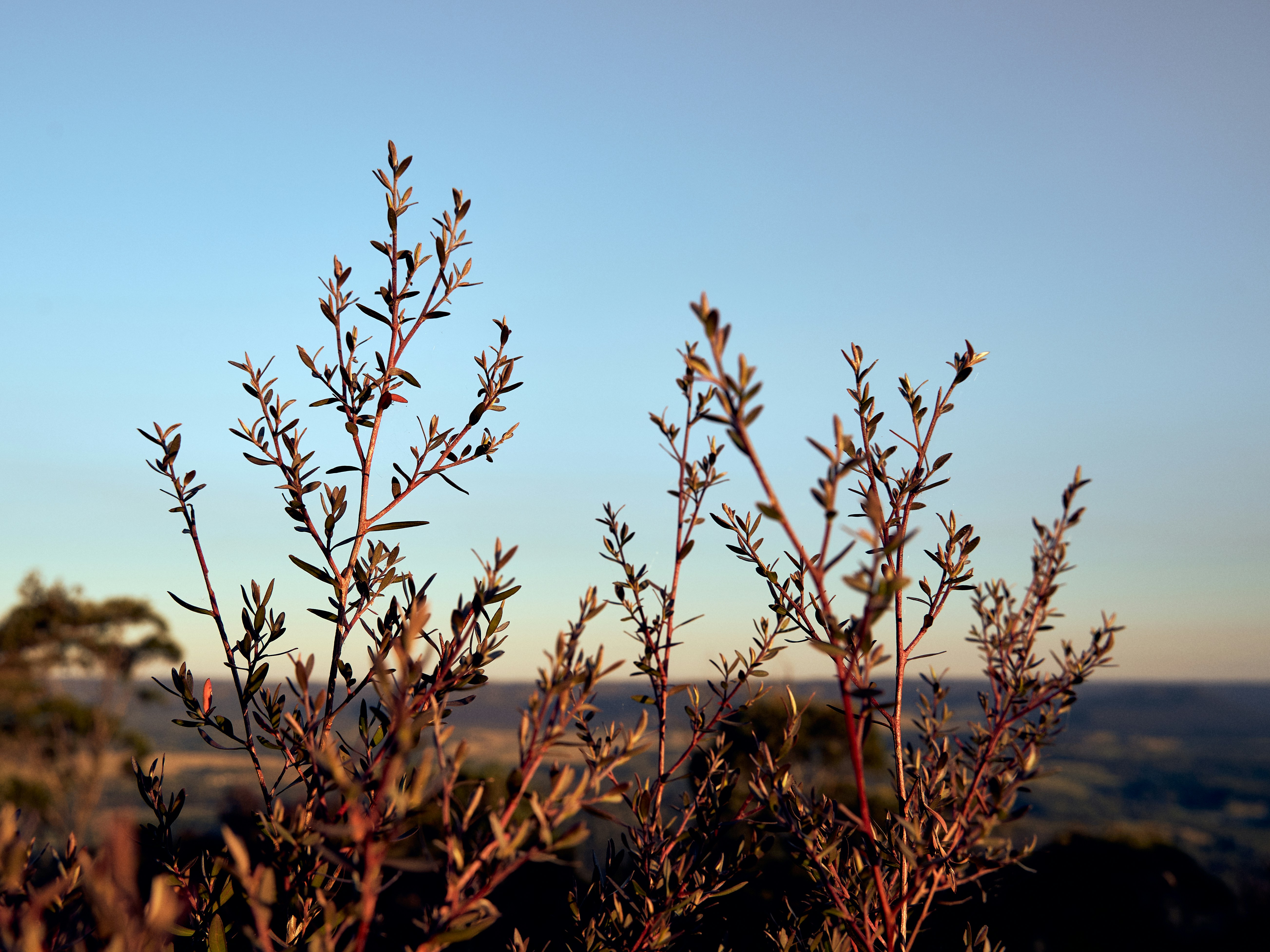 Delicate branches of a shrub silhouetted against a soft evening sky, capturing the tranquility of twilight.
