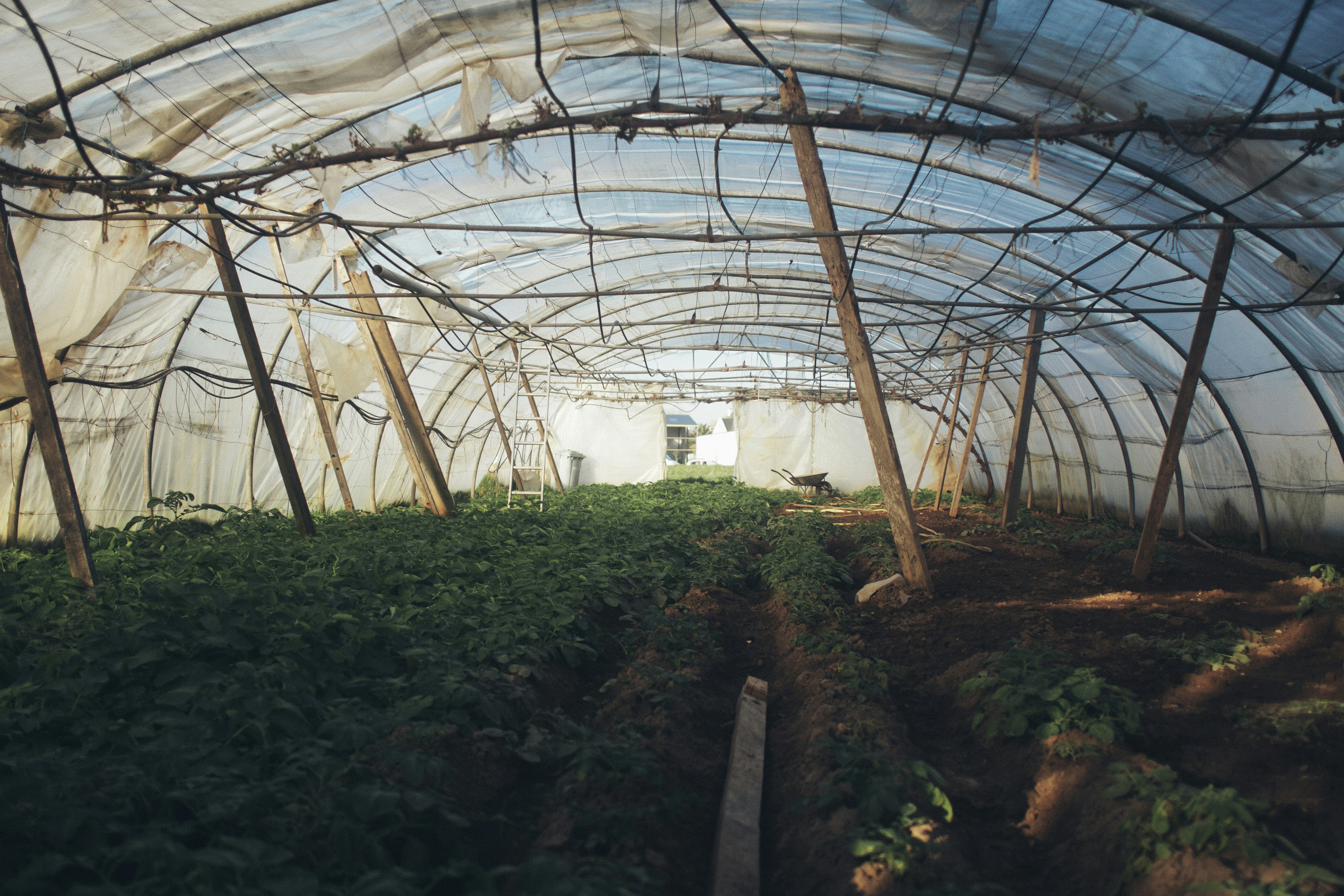 Lush greenery fills a greenhouse, showcasing rows of thriving plants under a translucent roof. The structure emphasizes the harmony between nature and cultivation.