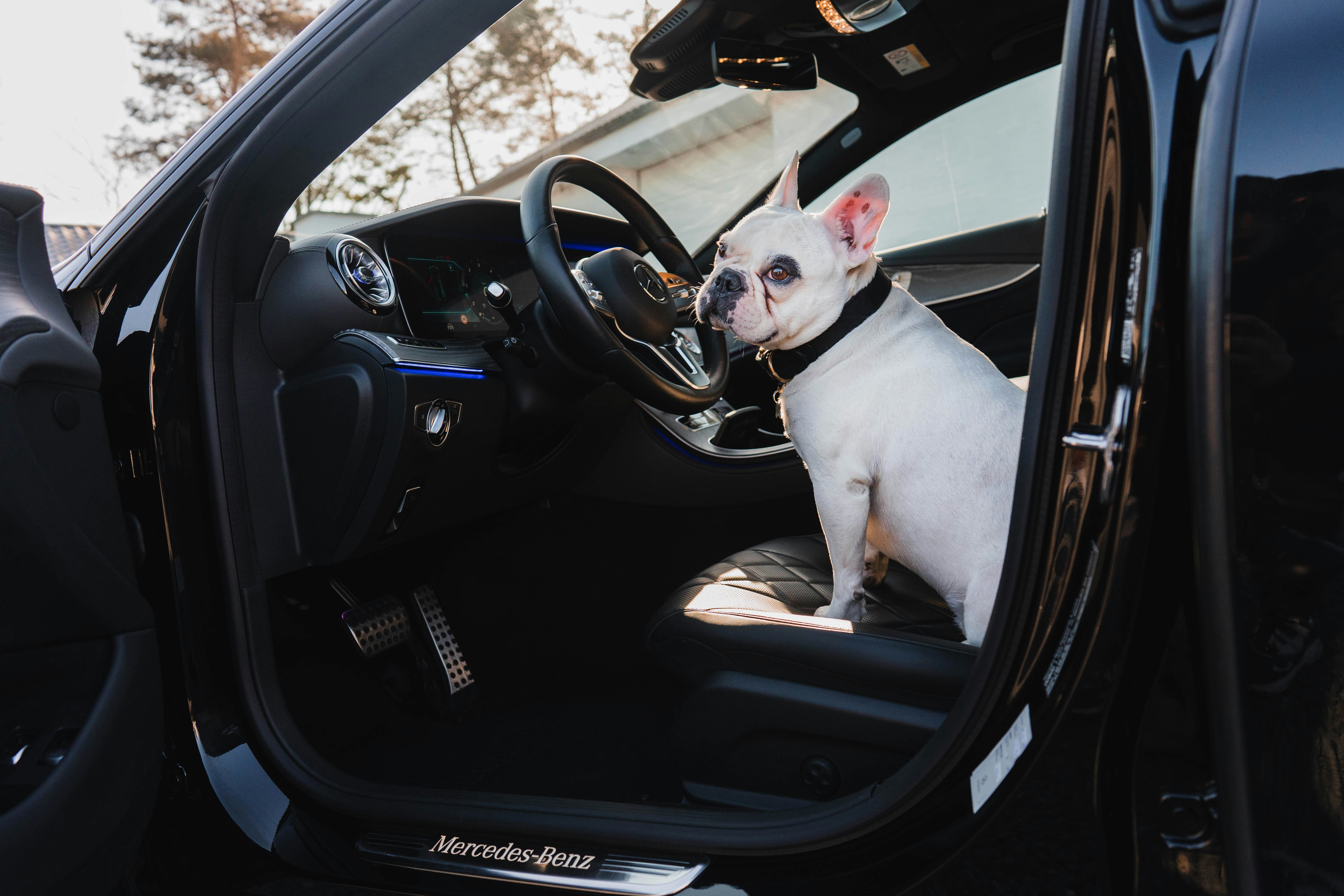 Dog at the Helm: White French Bulldog Steers a Mercedes-Benz Interior