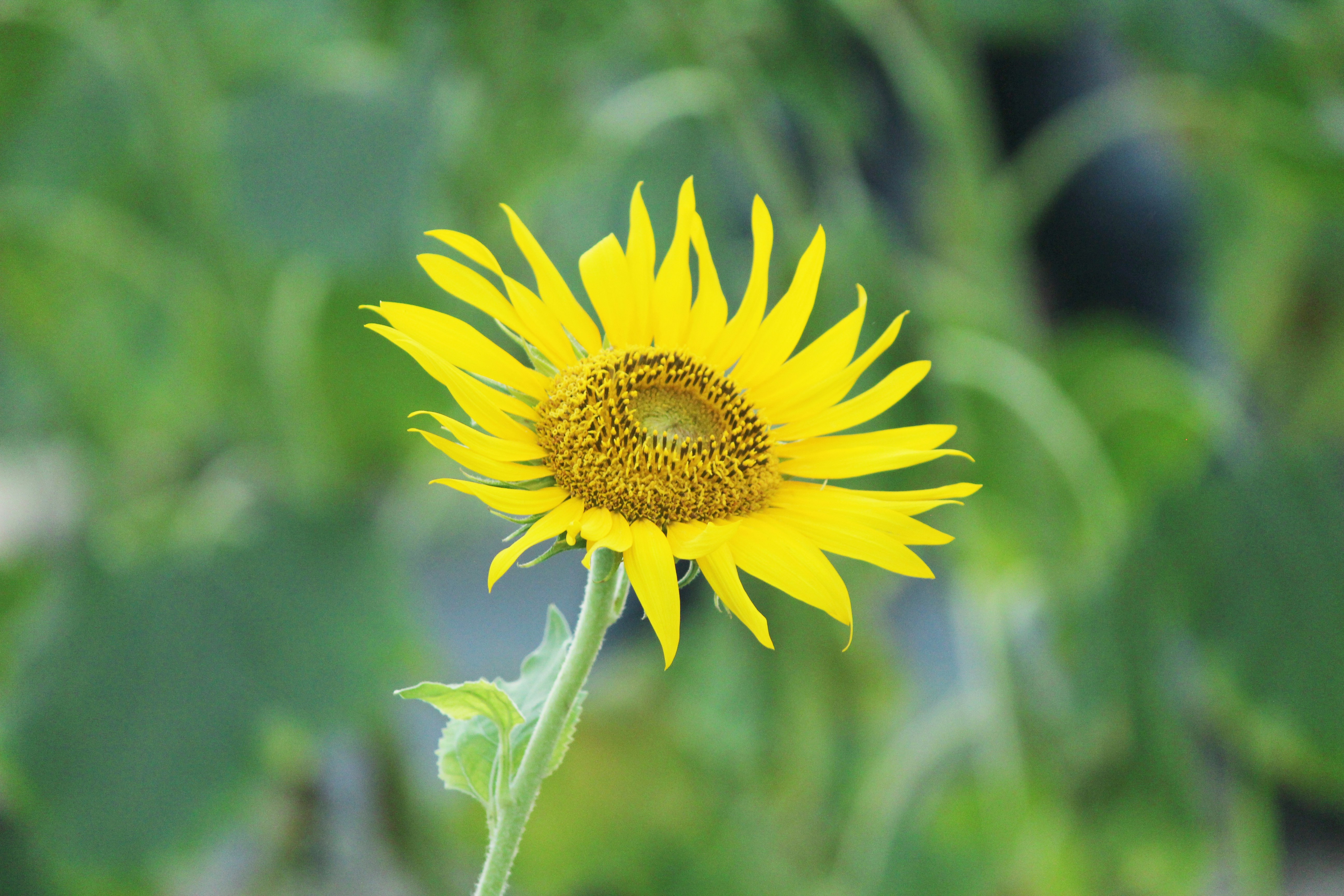 Yellow sunflower in tilt shift lens photo – Free Cherthala Image on ...