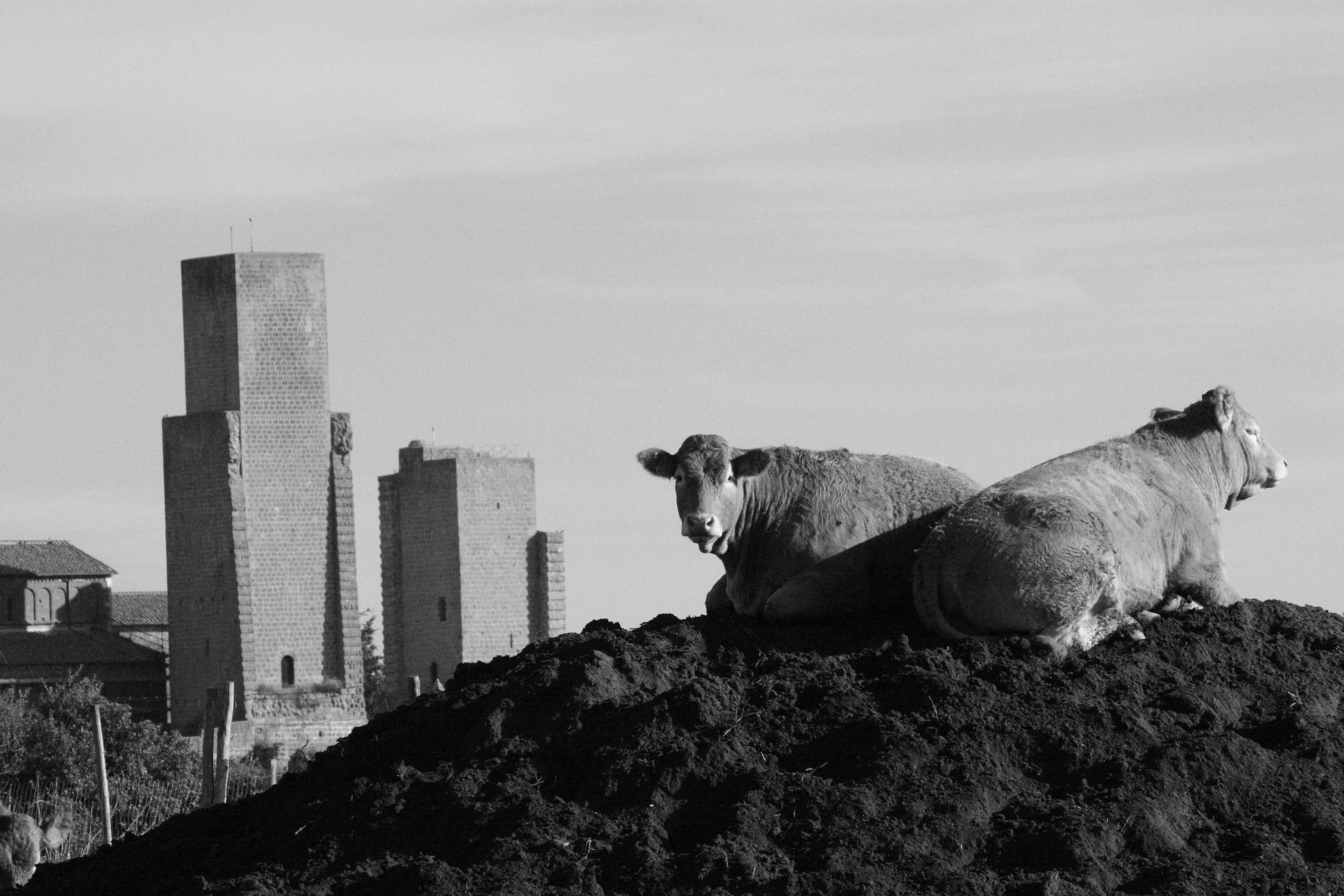 Foto Foto en escala de grises de una vaca tirada en el suelo – Imagen ...