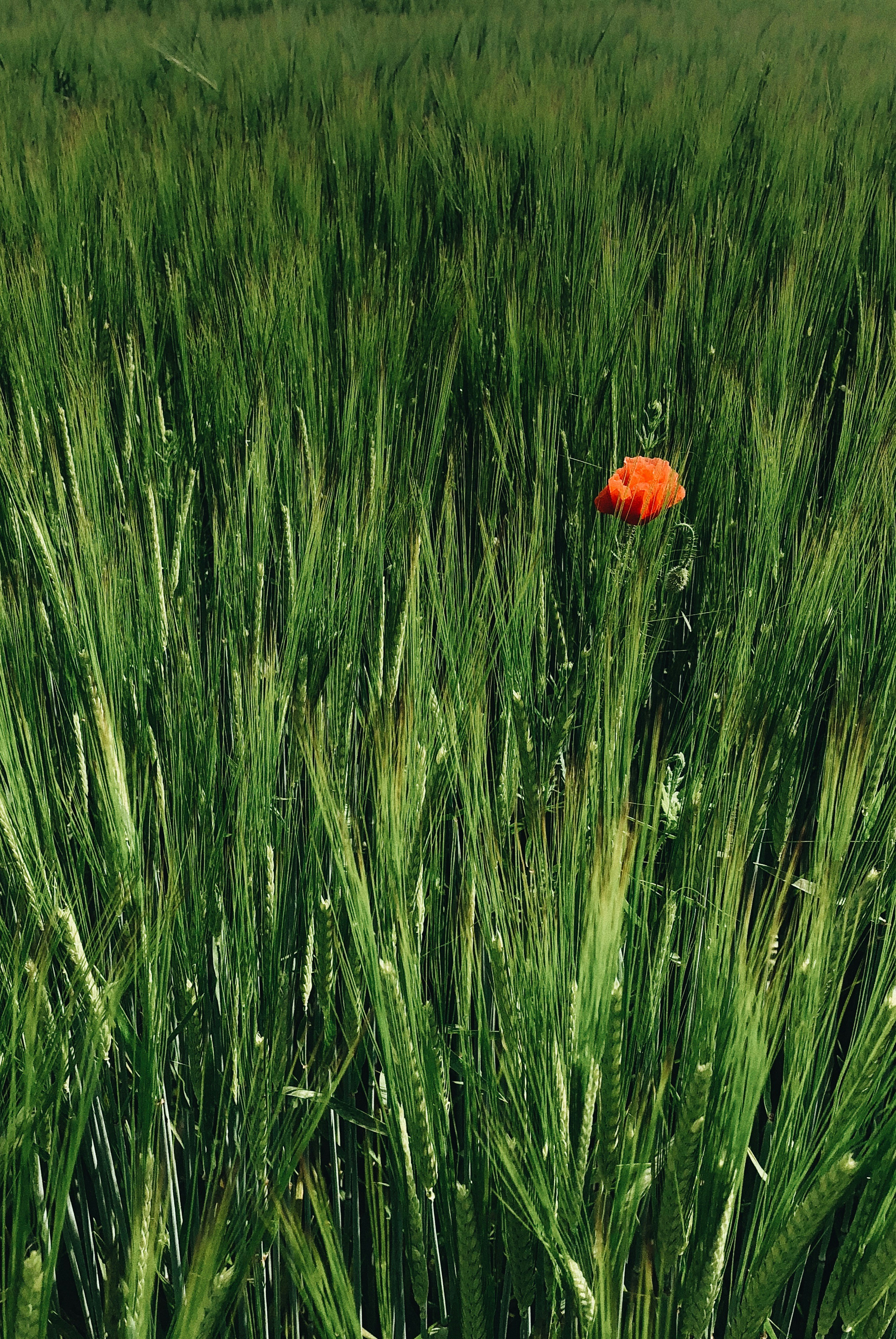 Lone Scarlet Poppy in a Sea of Green