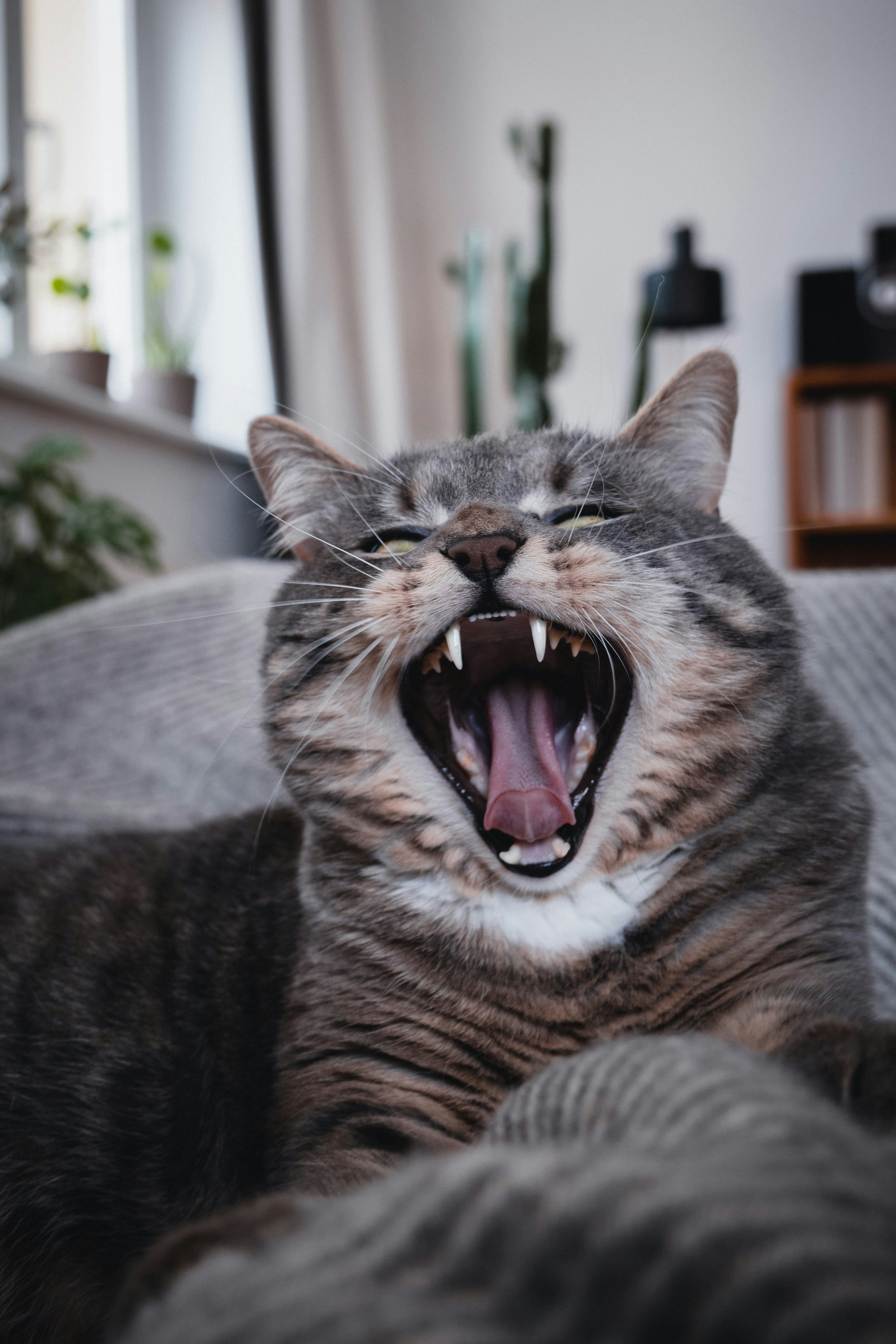 Cat Teeth Pictures | Download Free Images on Unsplash