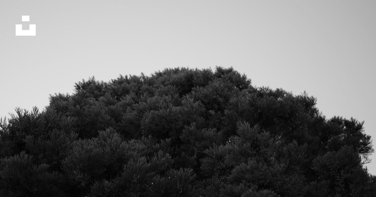 Green Trees Under White Sky Photo Free Grey Image On Unsplash