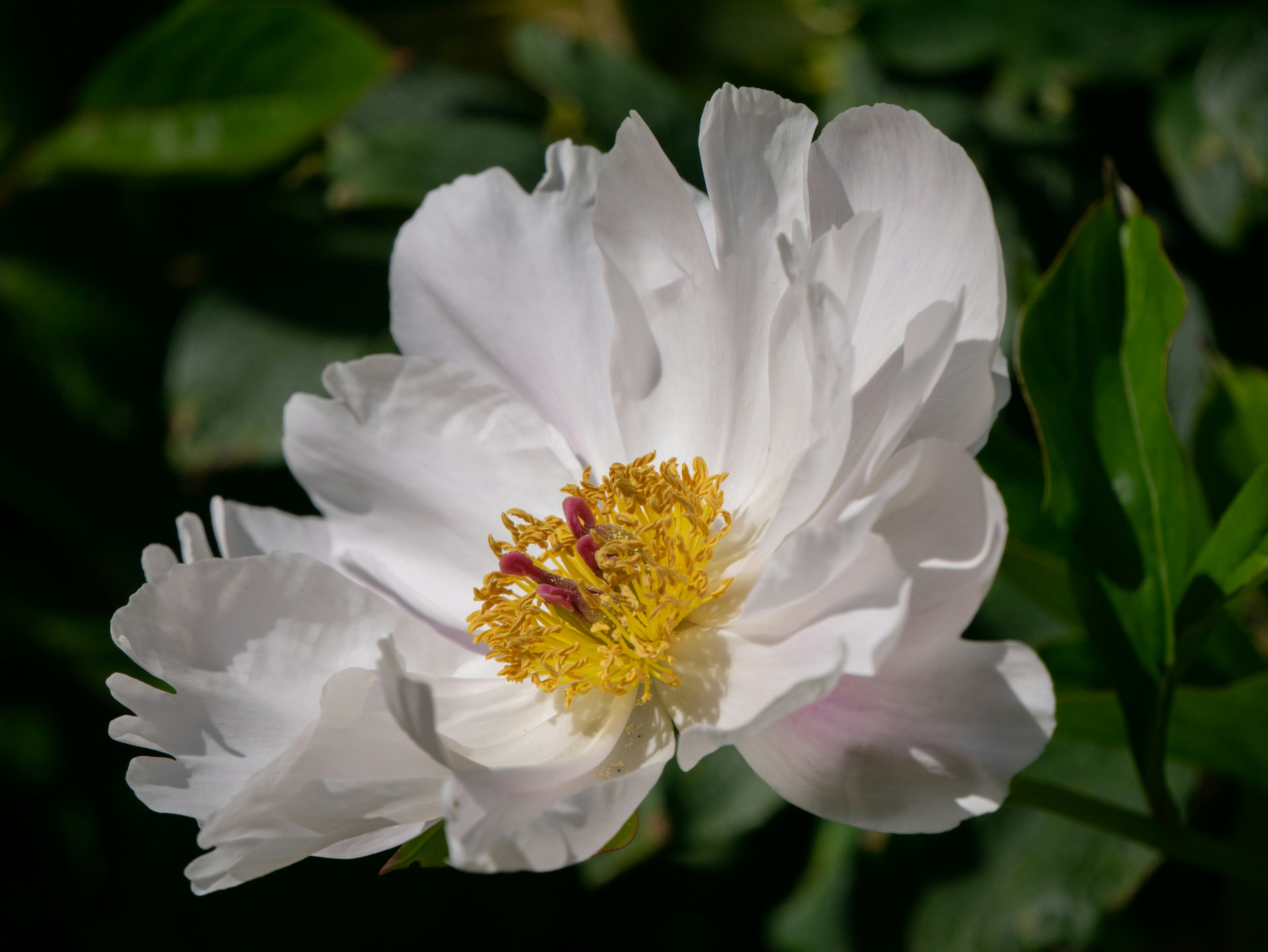 Delicate white peony in full bloom, showcasing vibrant yellow stamens against lush green foliage.