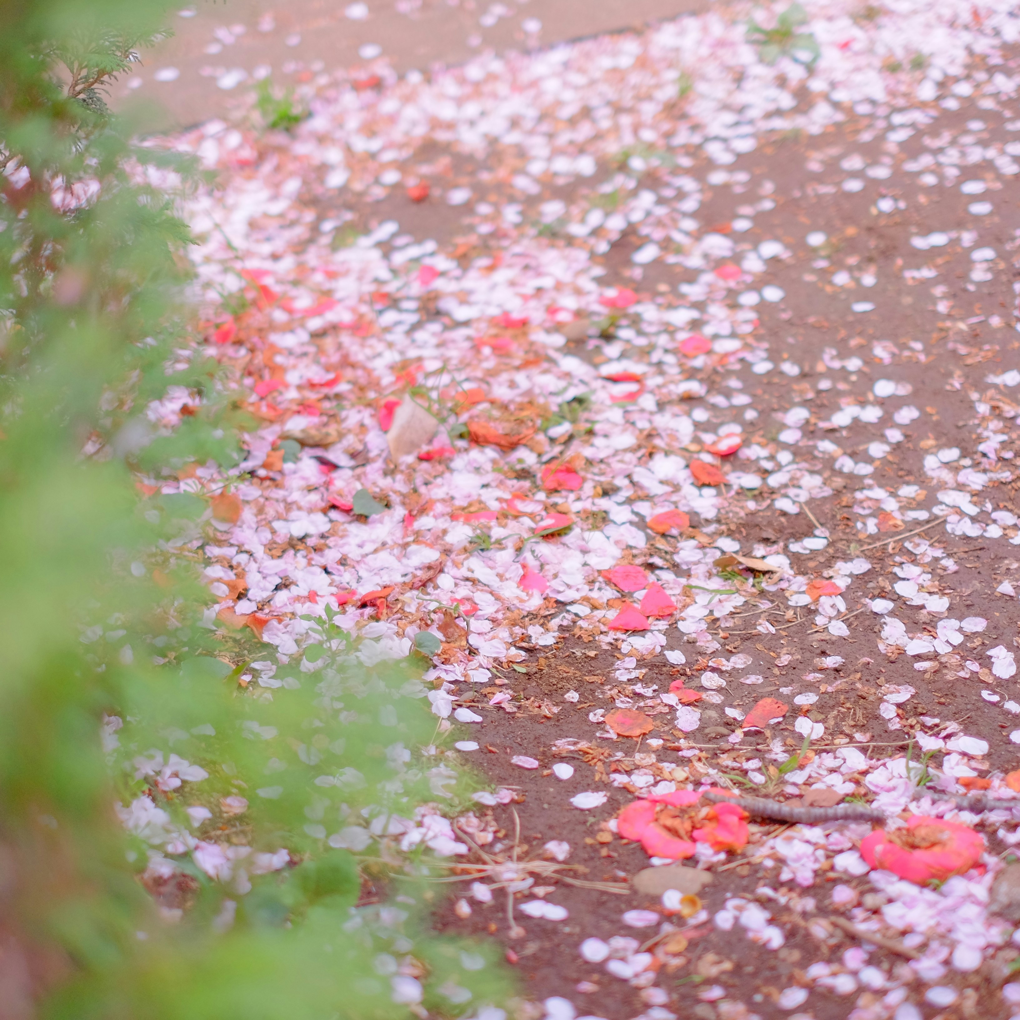 Petal Confetti on a Quiet Dirt Path