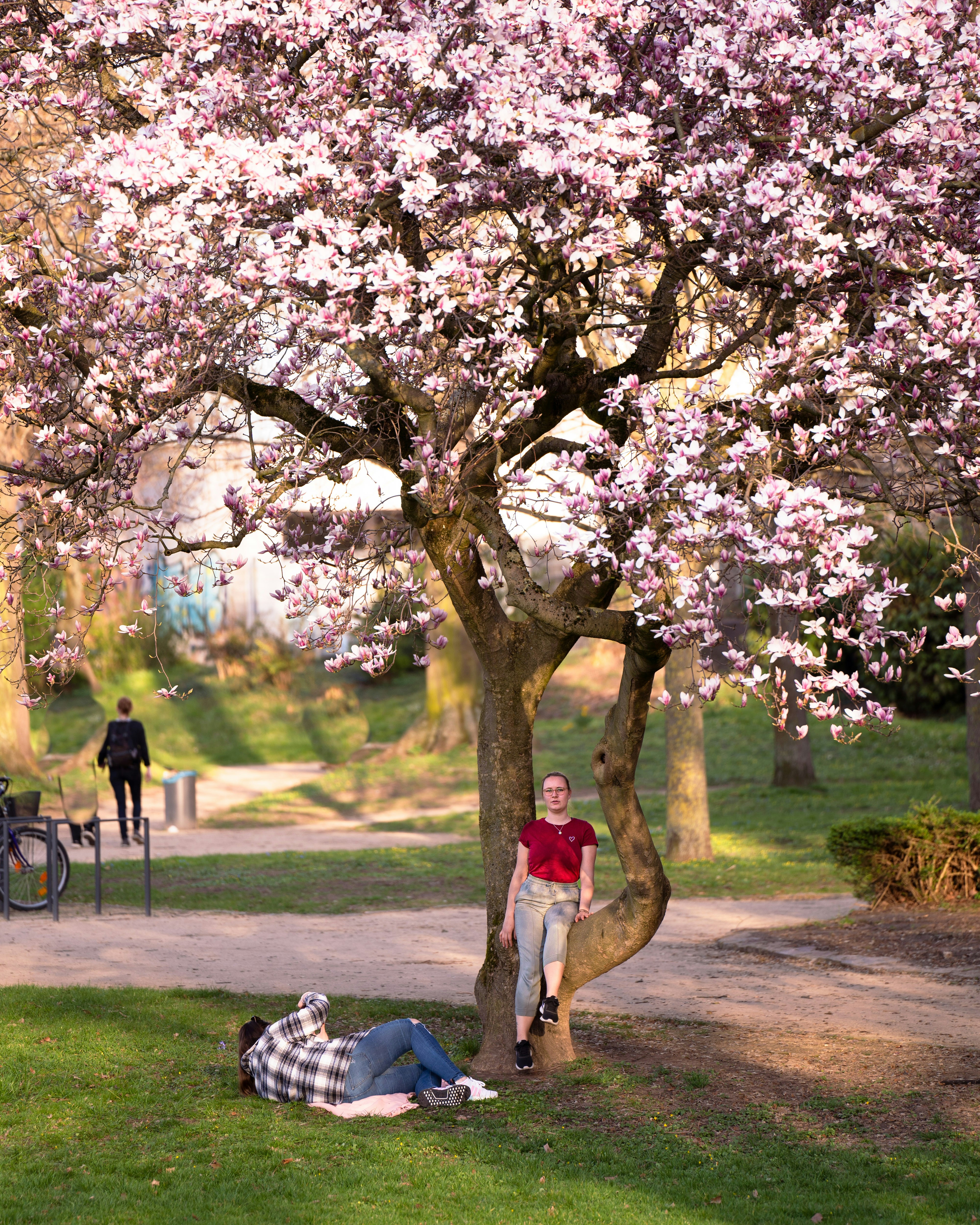 Petaled Canopy Moment: A Quiet Park Beneath Spring Blossoms