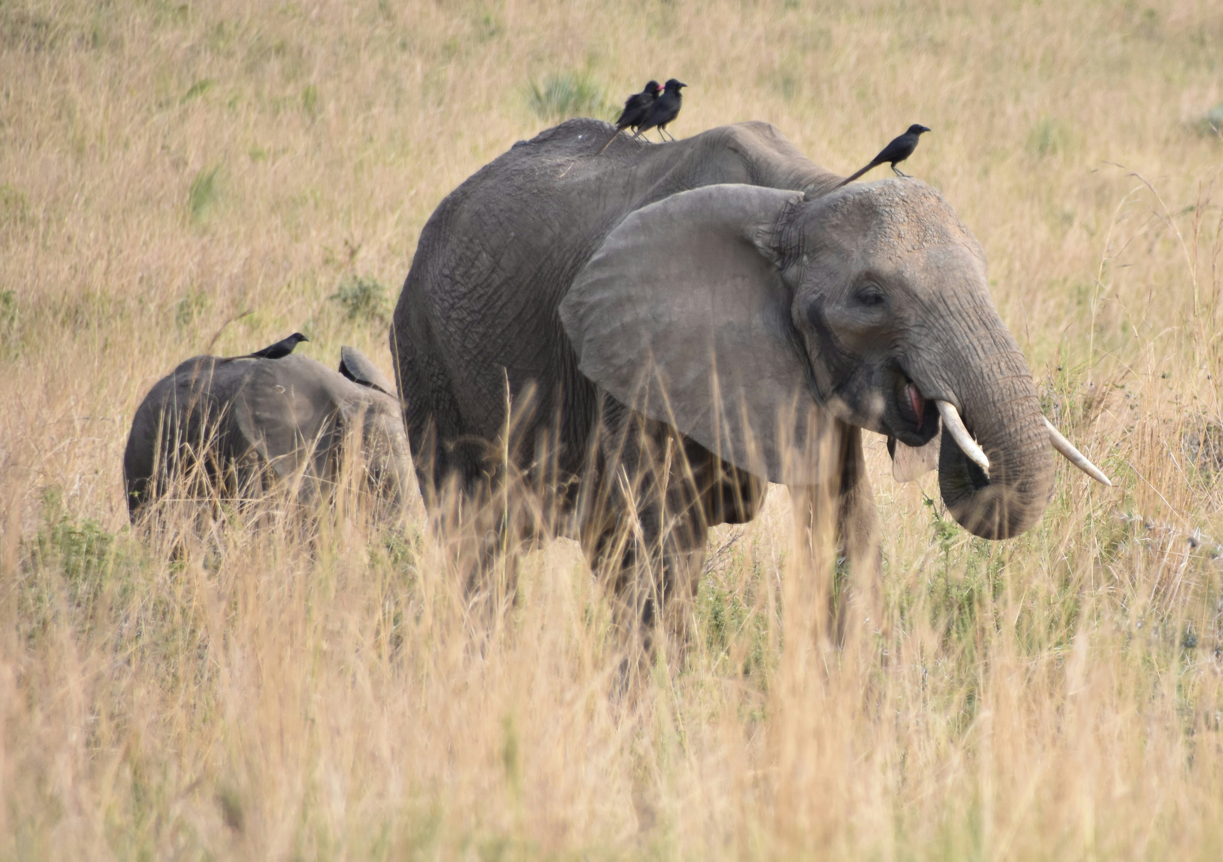 Golden Grass Guardians: Elephants and Perched Birds in the Savannah