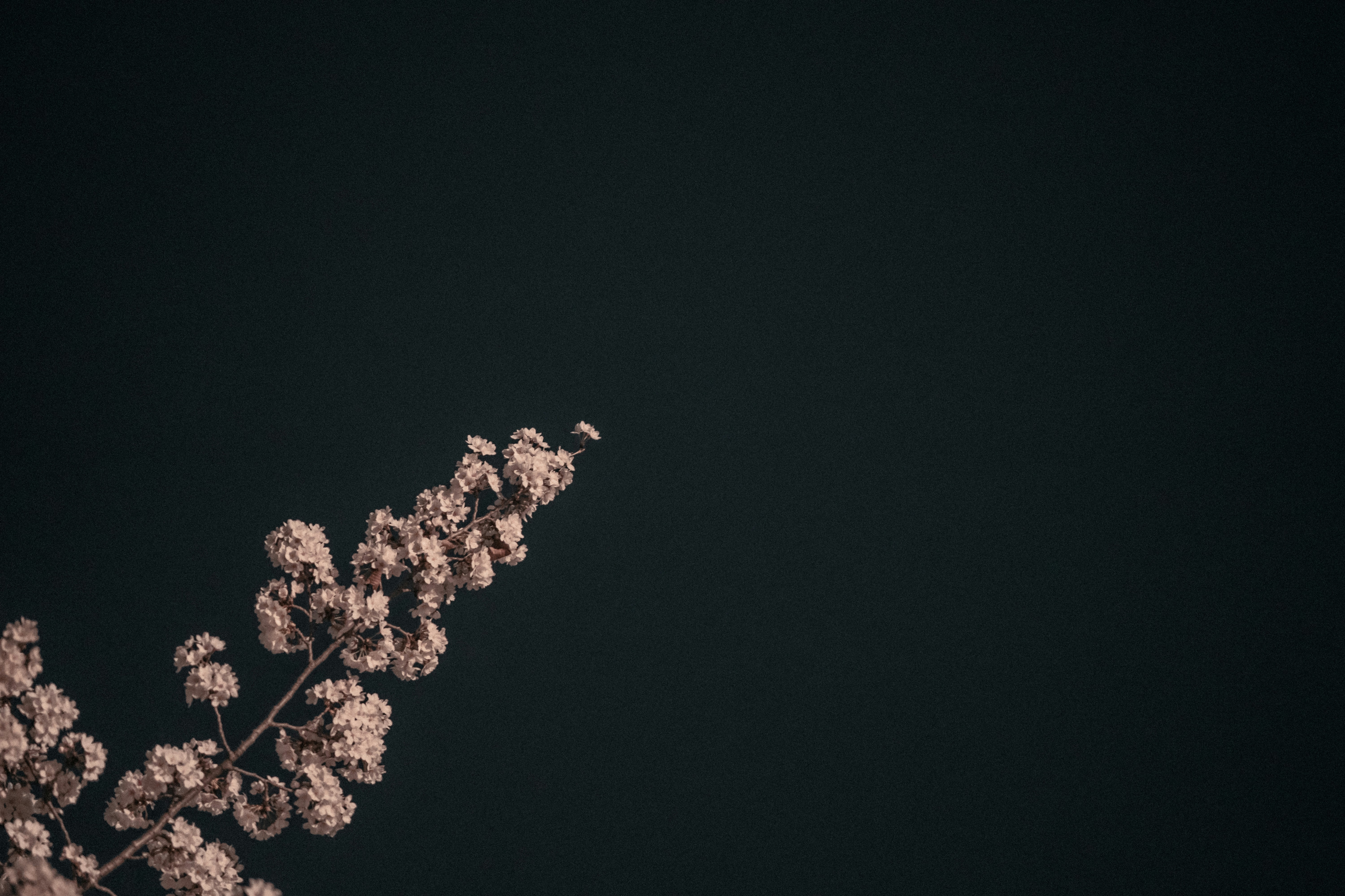 Delicate branch adorned with soft blossoms against a dark backdrop, highlighting the contrast between light and shadow.