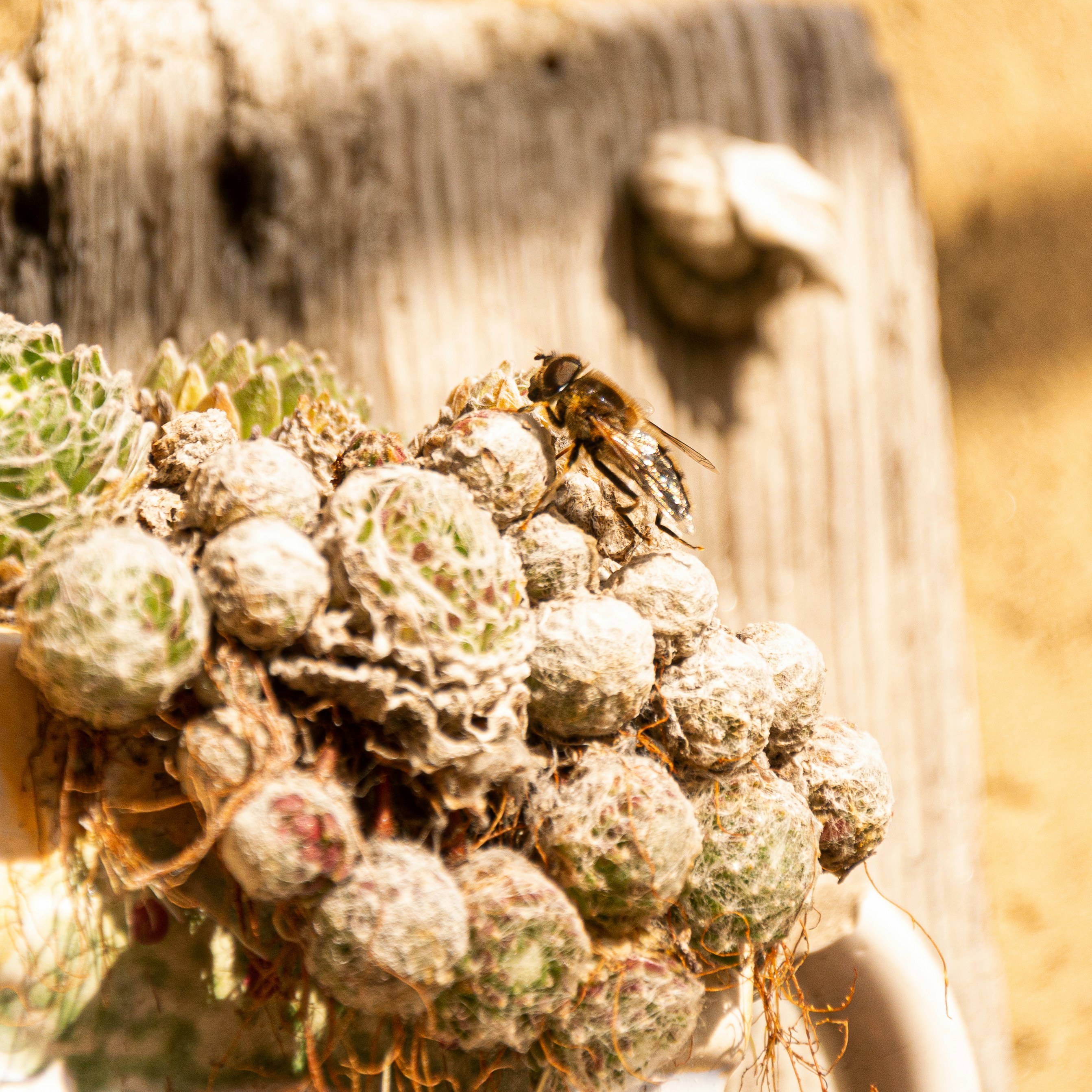Buzzing Clump: A Bumblebee Among Dusty Seed Heads on Weathered Wood