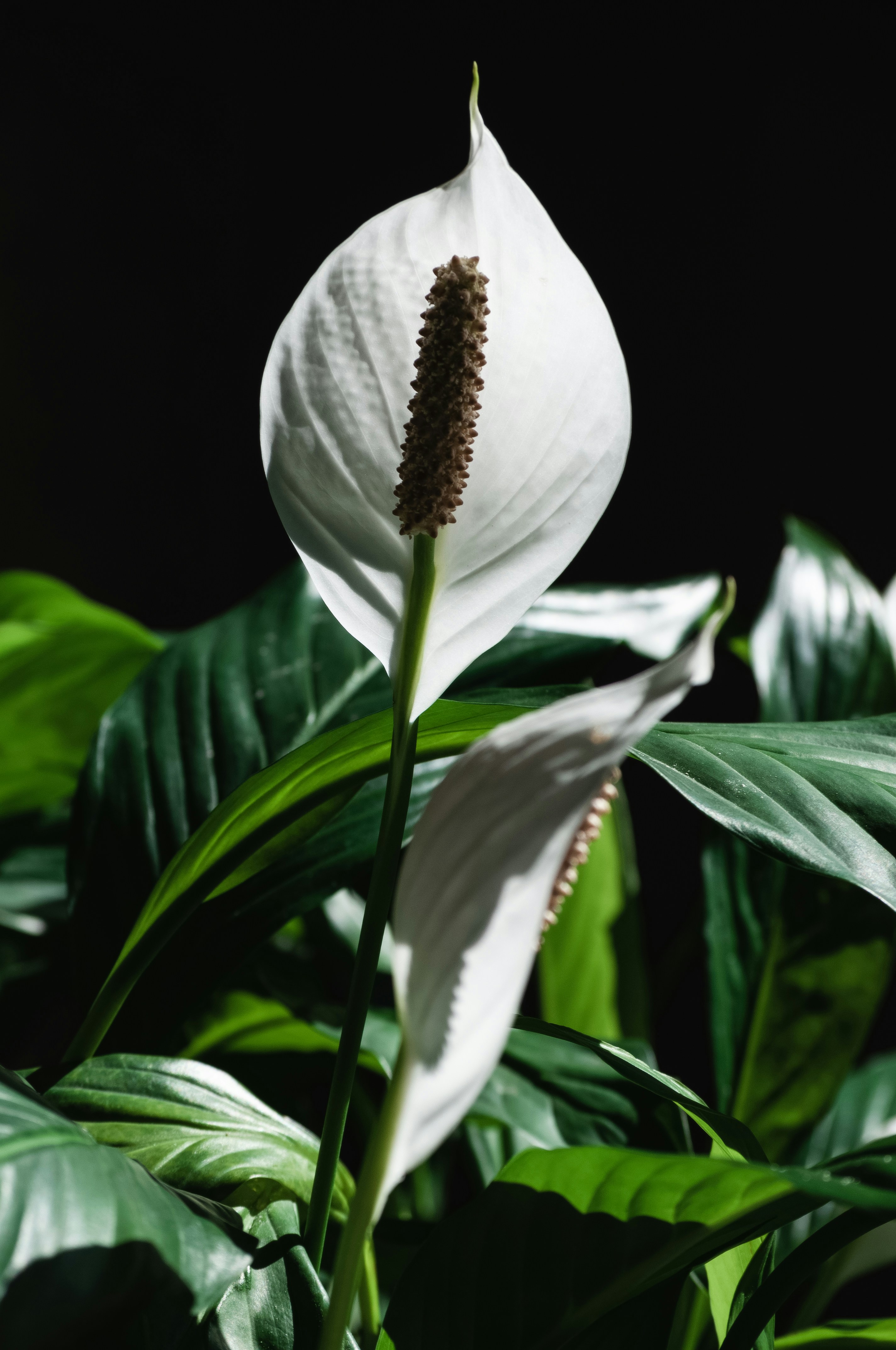 Midnight Bloom: A White Peace Lily Reaches Through Darkness