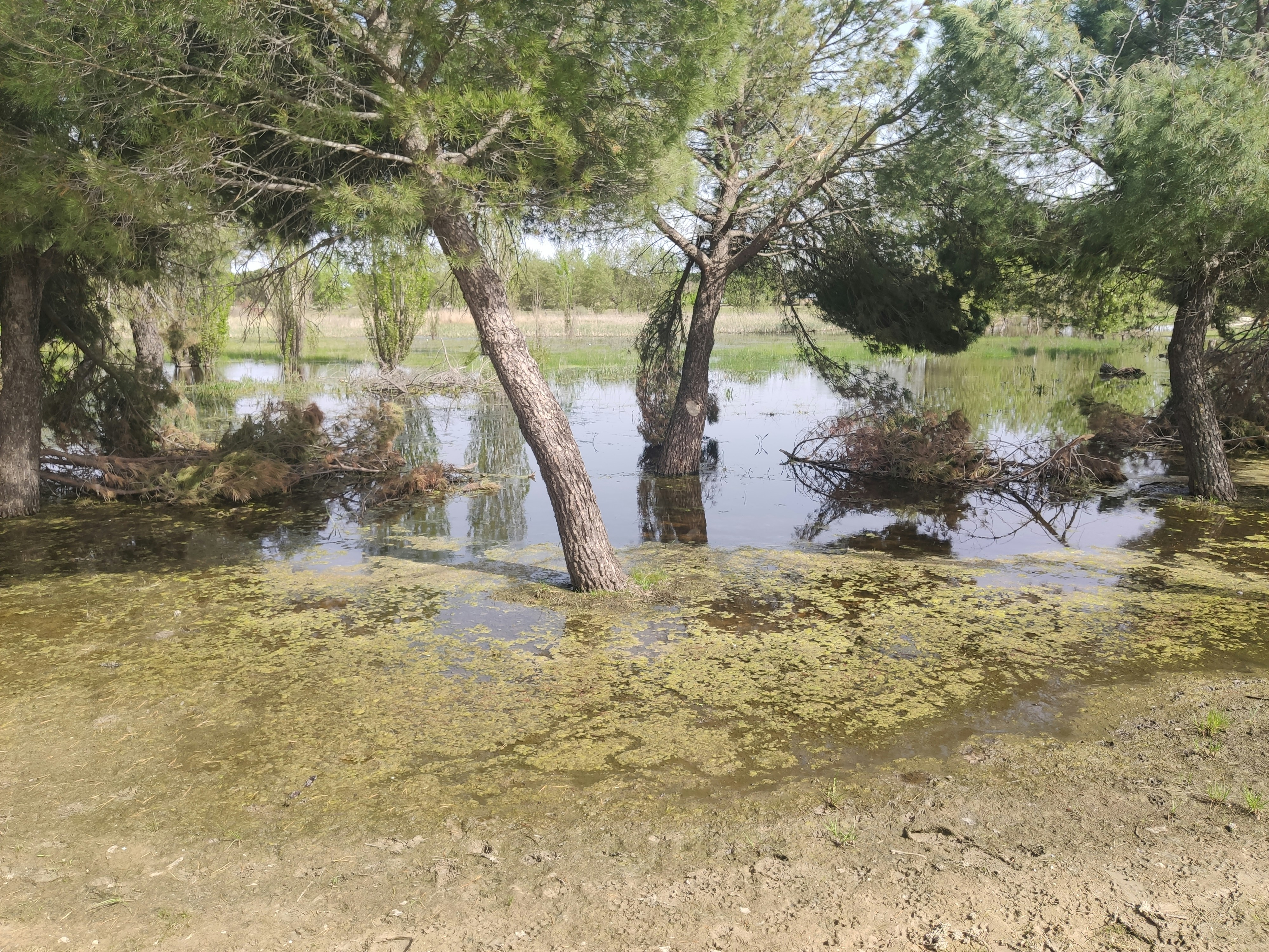 Serene Waterscape Under Pine Canopy
