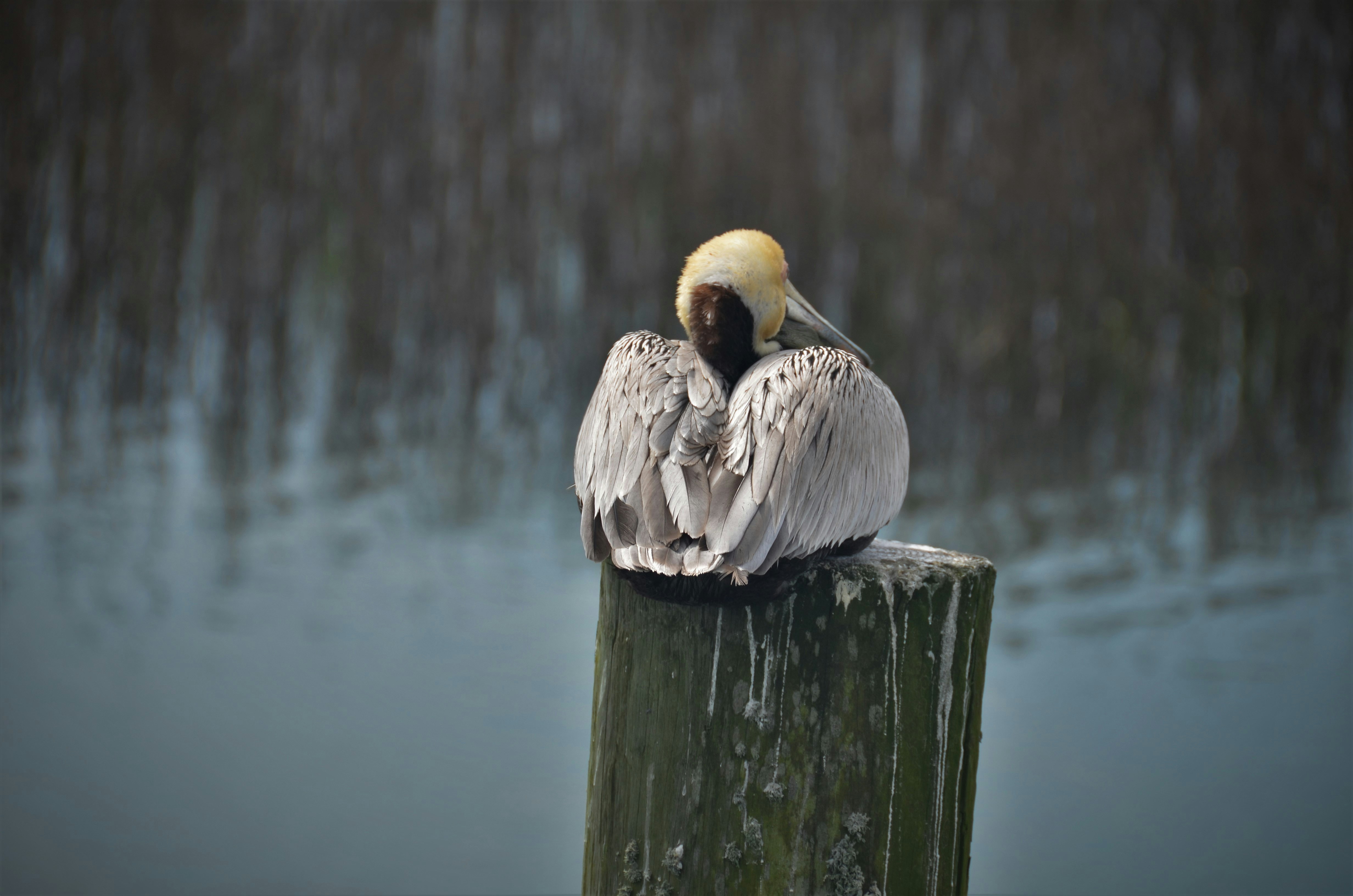 Brown Pelican sleeping on a pole