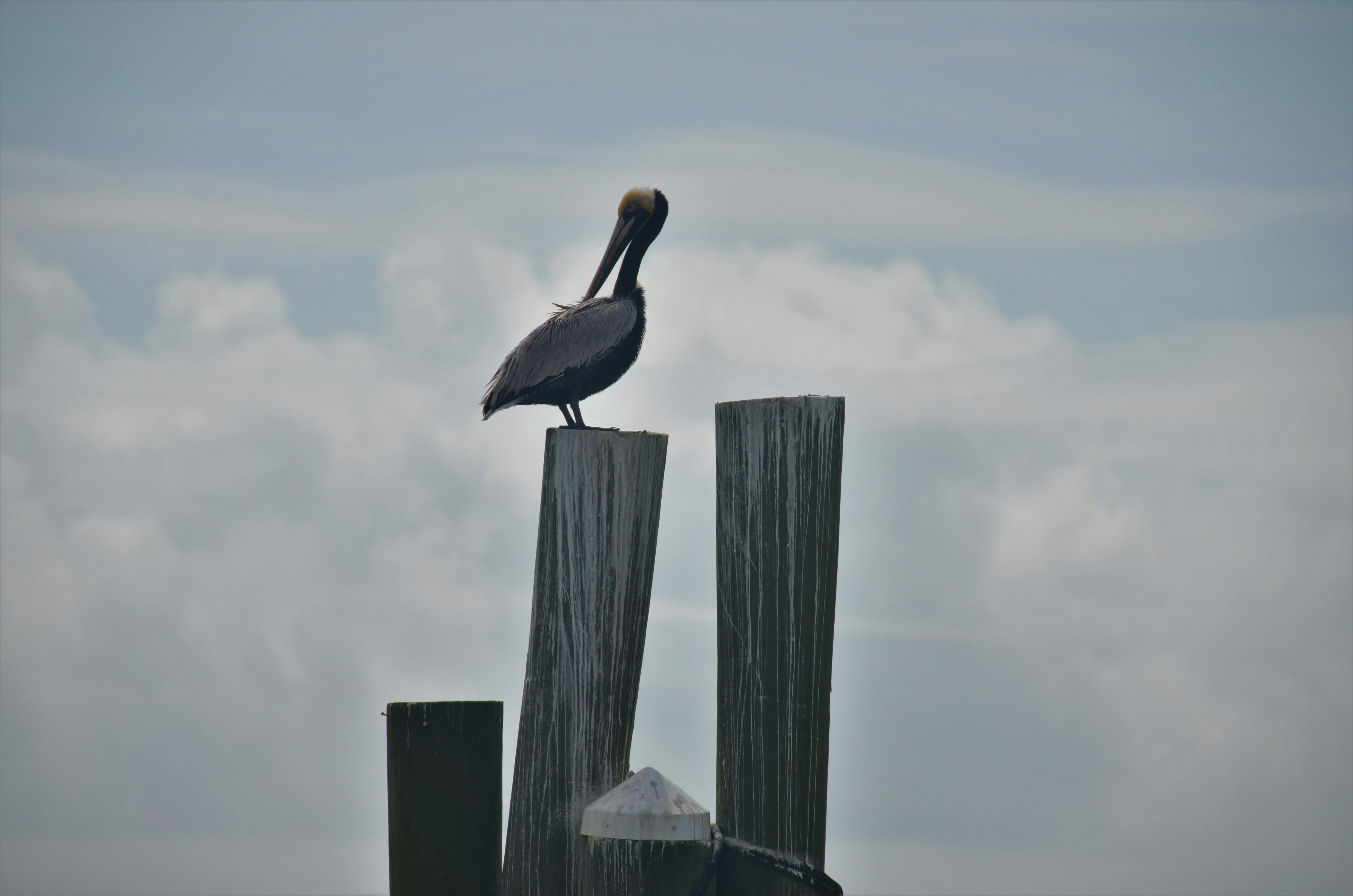 Perched Sentinel: Pelican Guarding the Quiet Piers