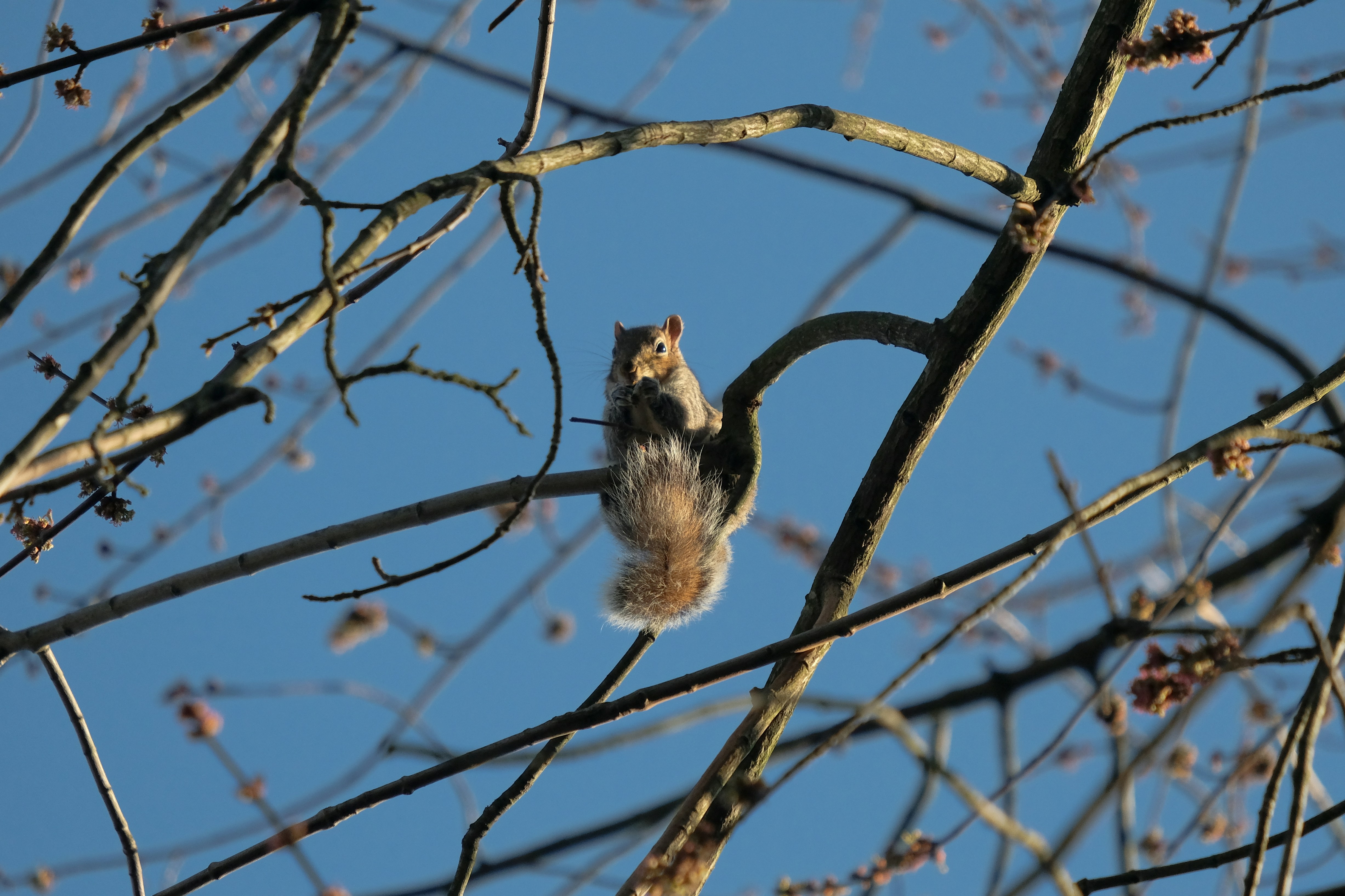A Squirrel's Perch: Nature's Watchful Guardian