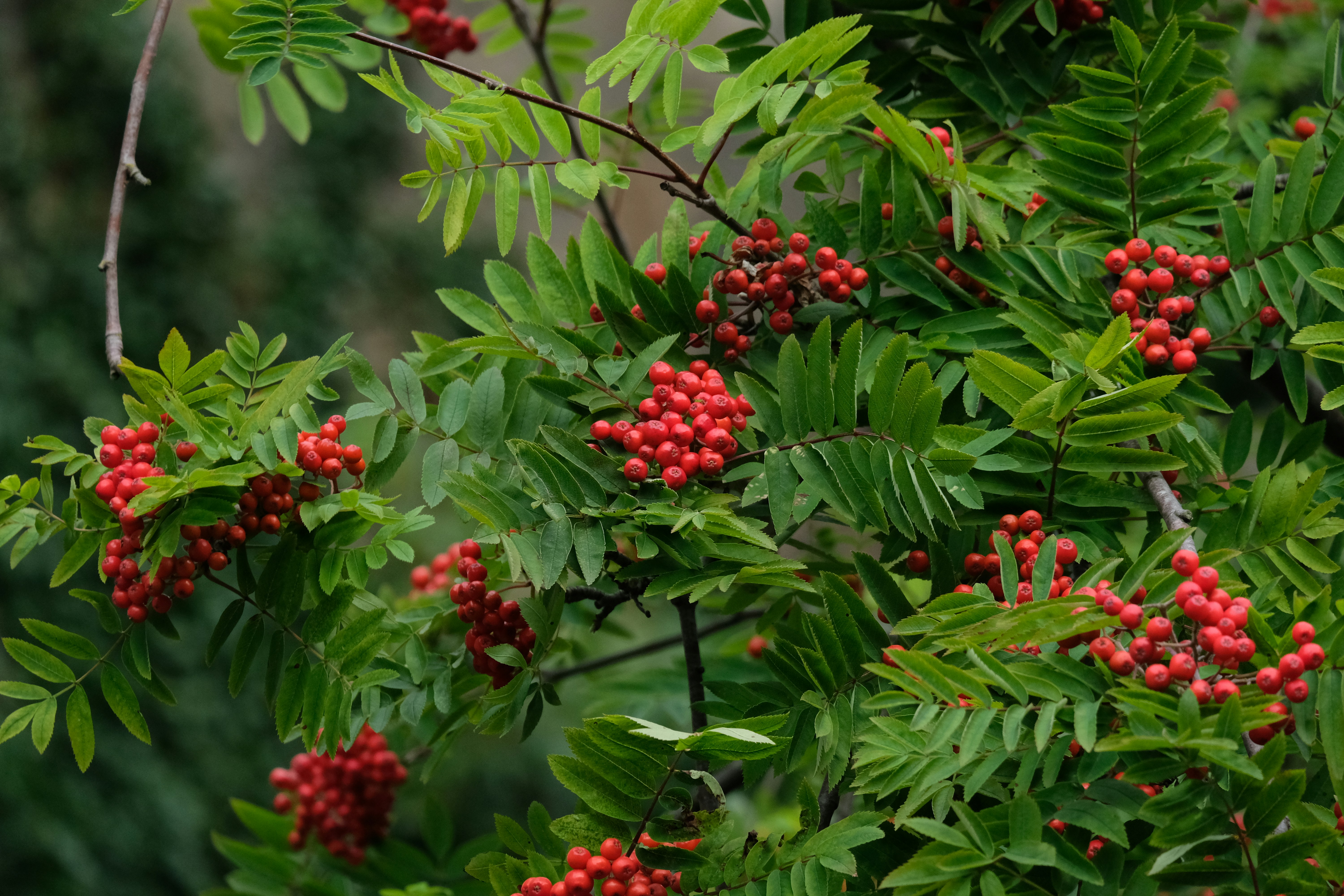 Fruits ronds rouges sur feuilles vertes photo – Image gratuite de Vert ...