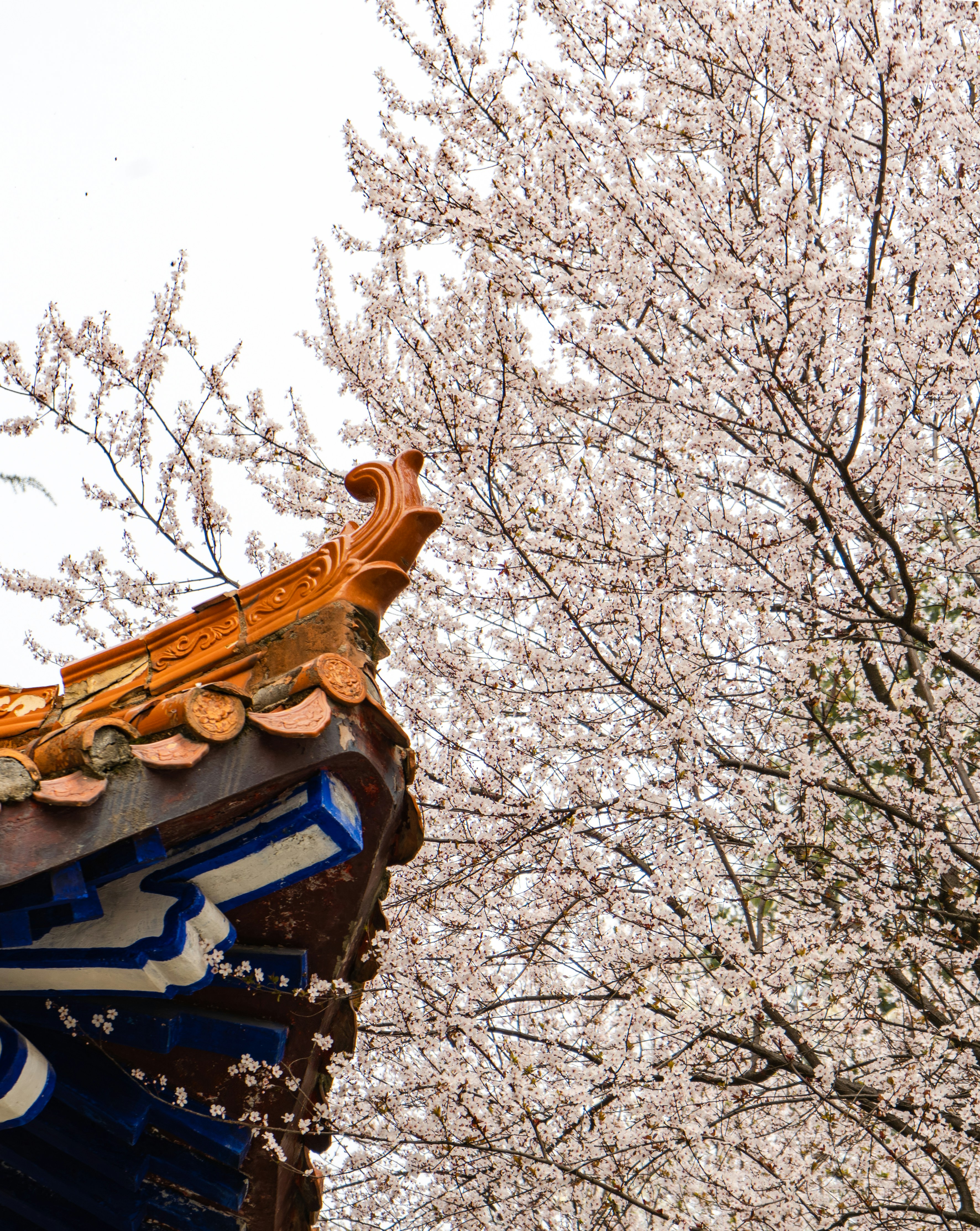 Intricate eaves of a traditional structure framed by blooming cherry blossoms, symbolizing the arrival of spring.