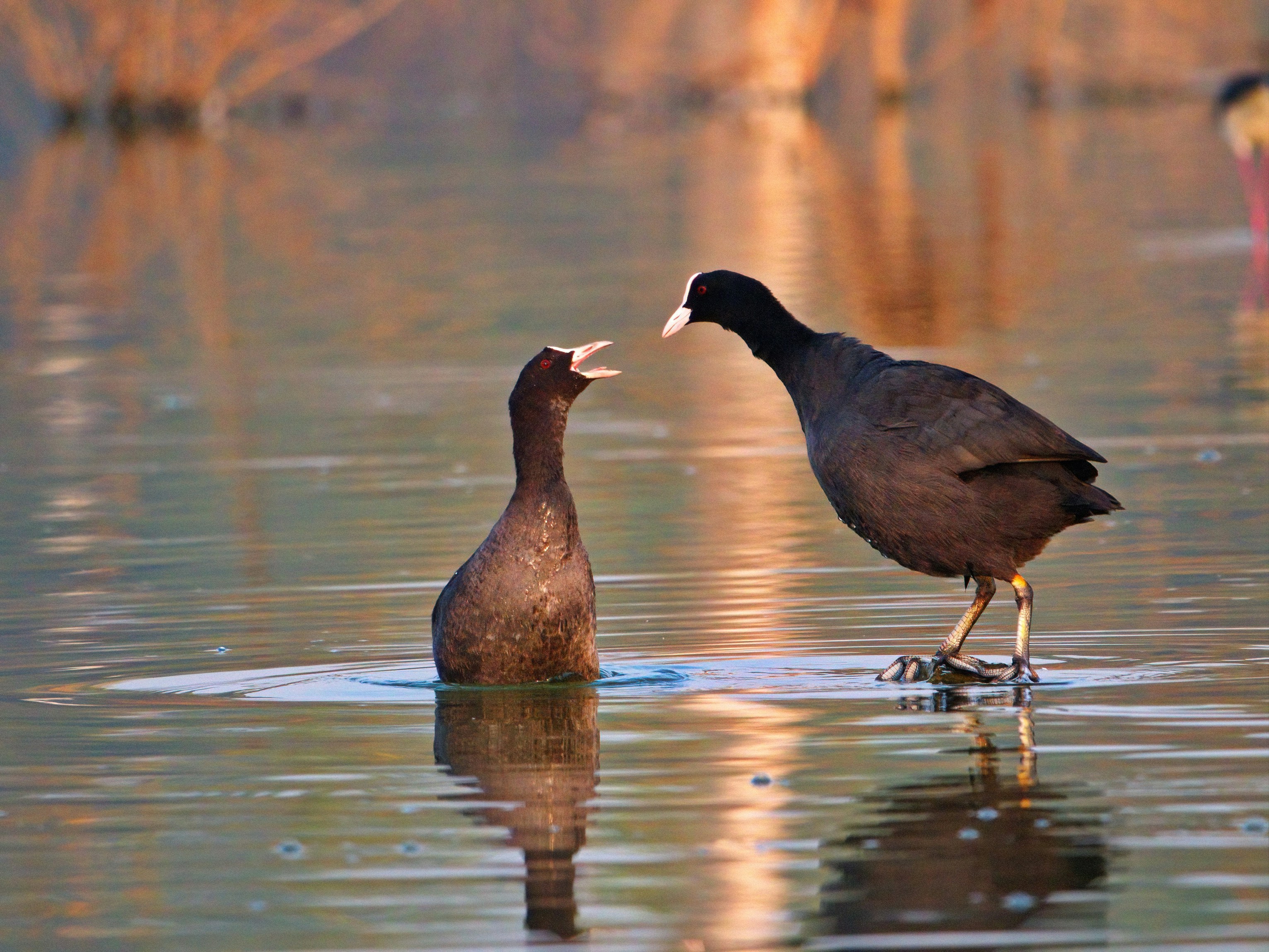 Beak-to-Beak Moment on a Glassy Pond