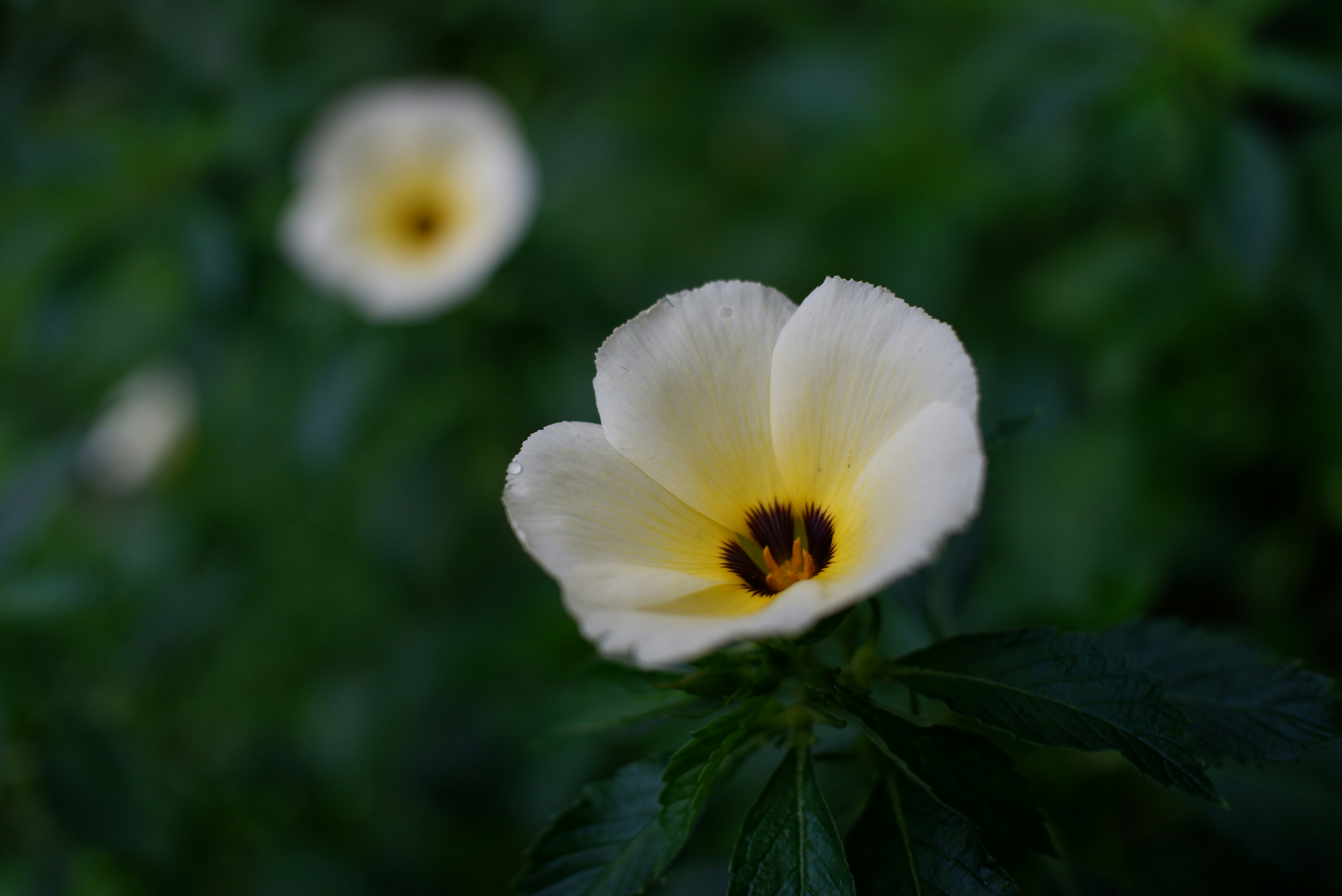 Focused Bloom: White Petal with a Golden Heart in Velvet Green