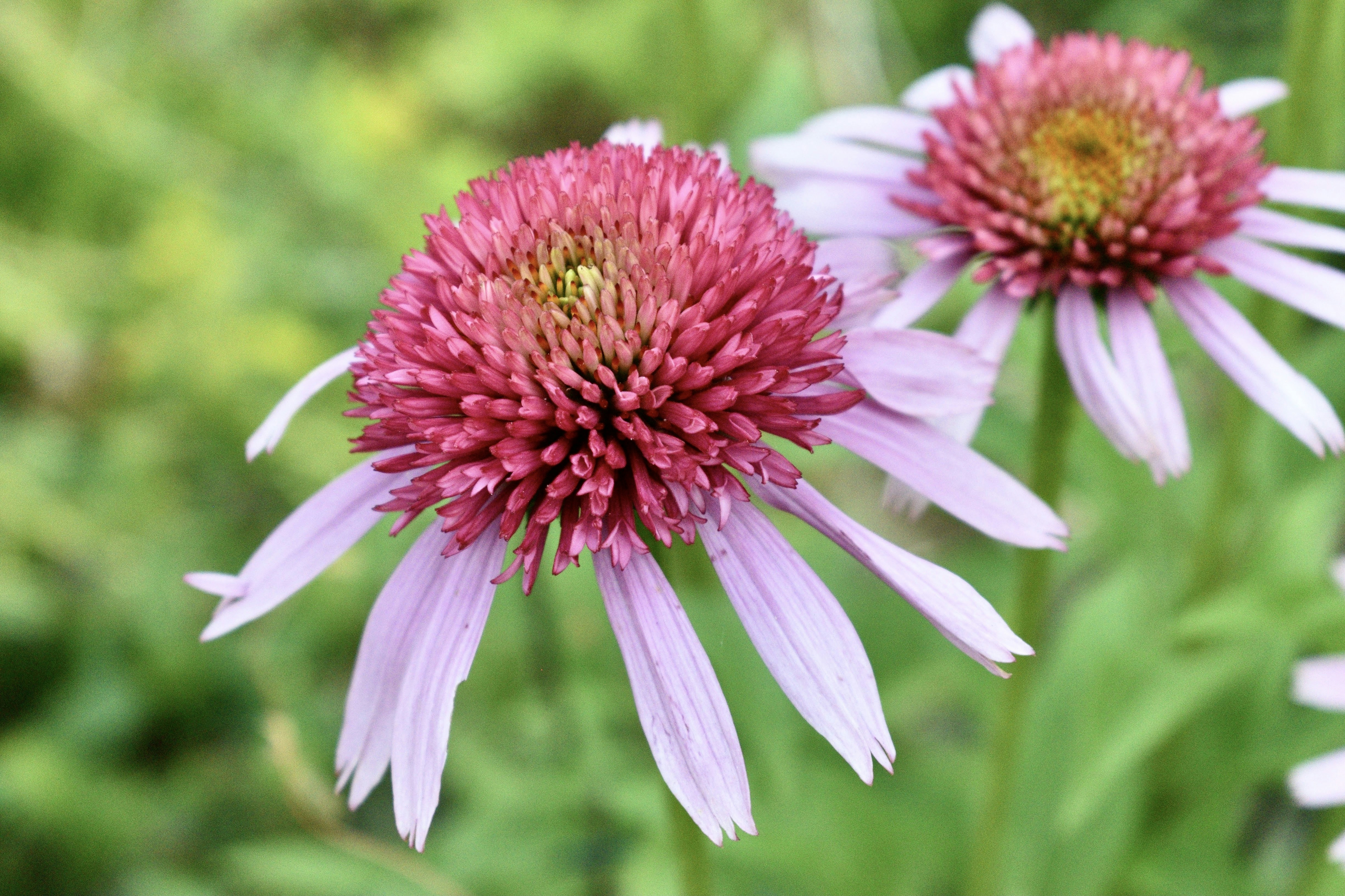 Two coneflowers bloom in a lush green setting, showcasing their striking purple and pink petals. The intricate details of the flower's center are highlighted.