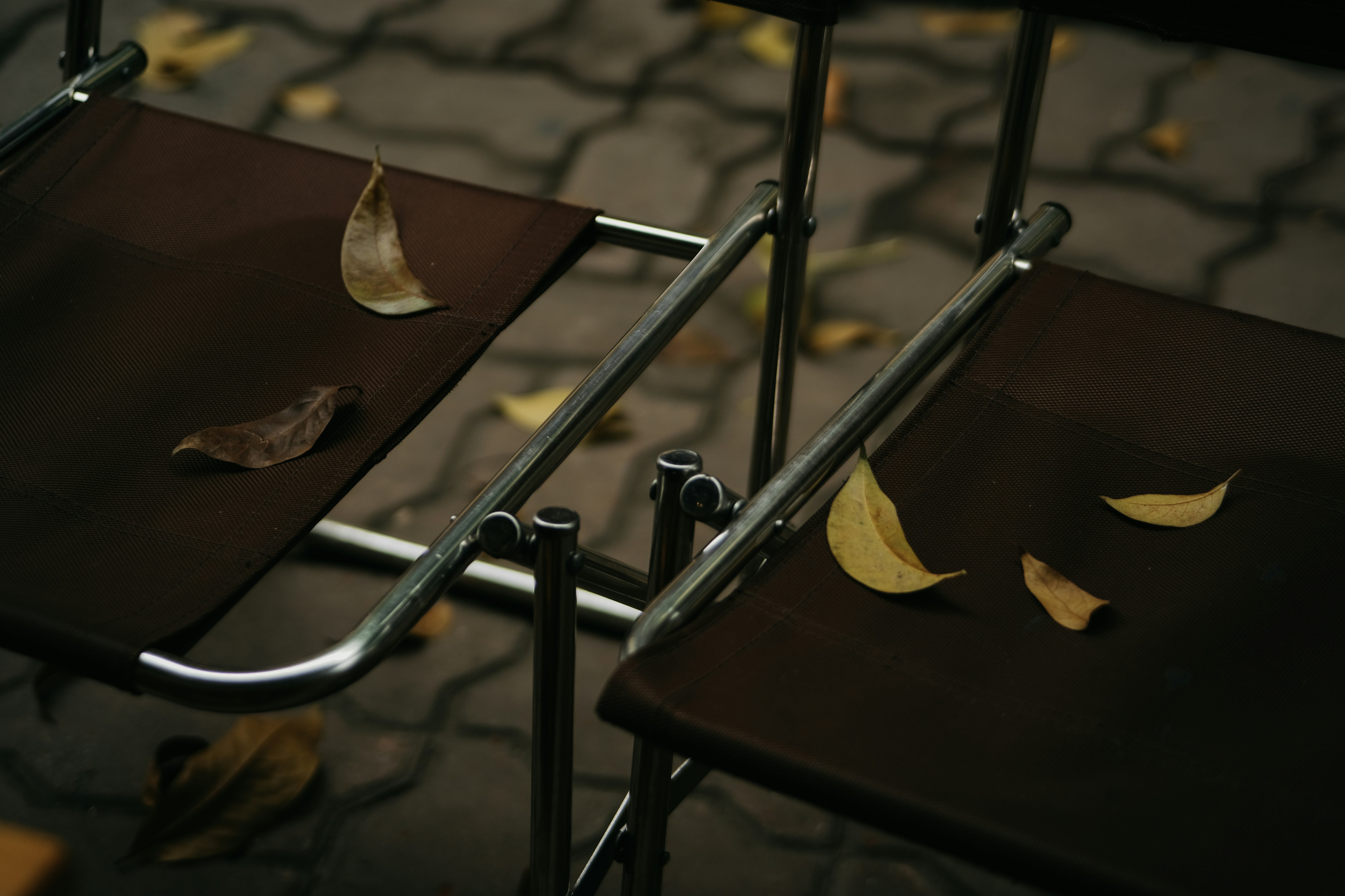 Leaves on Quiet Steel: A Pause Between Seats