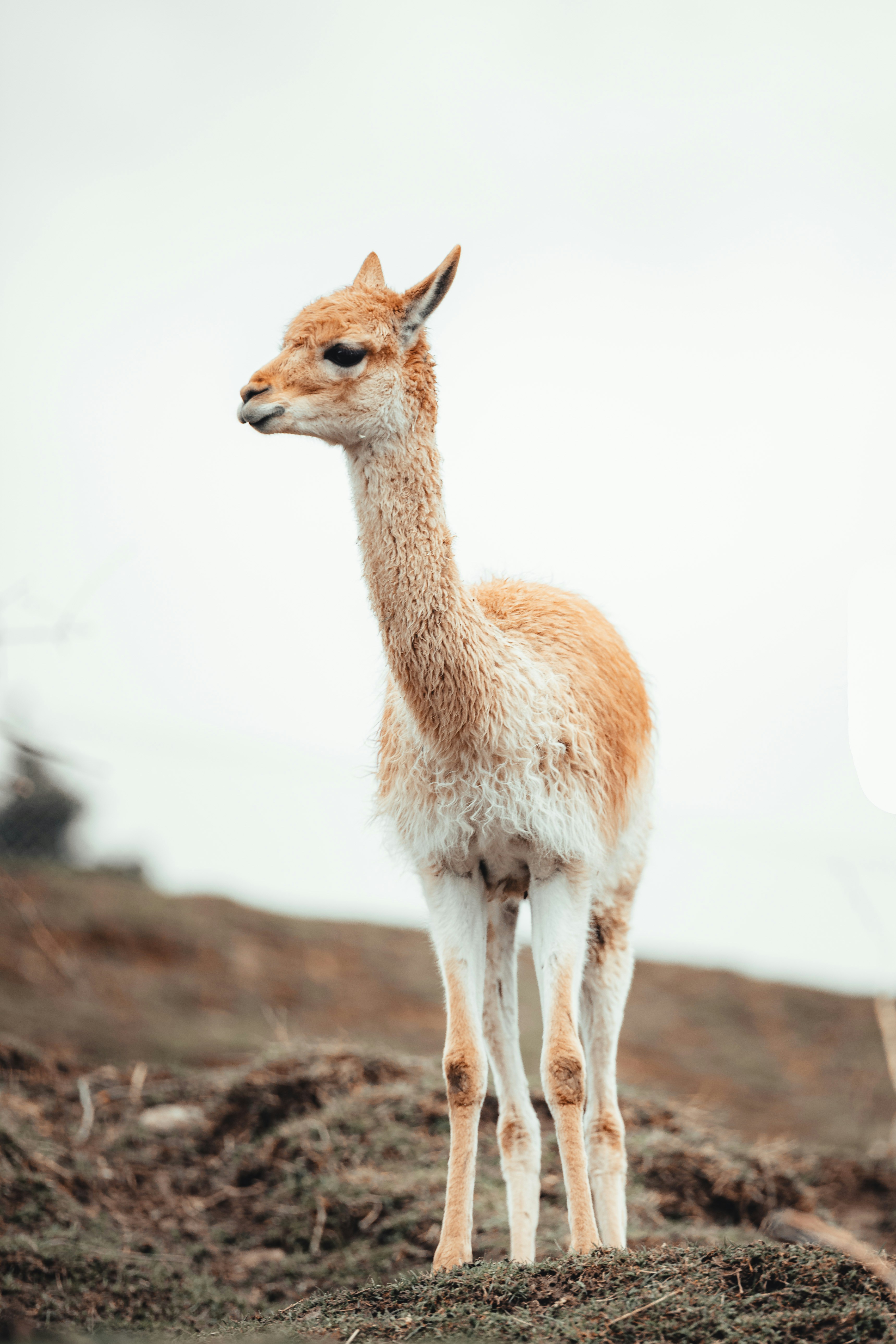 Lama Pictures | Download Free Images on Unsplash