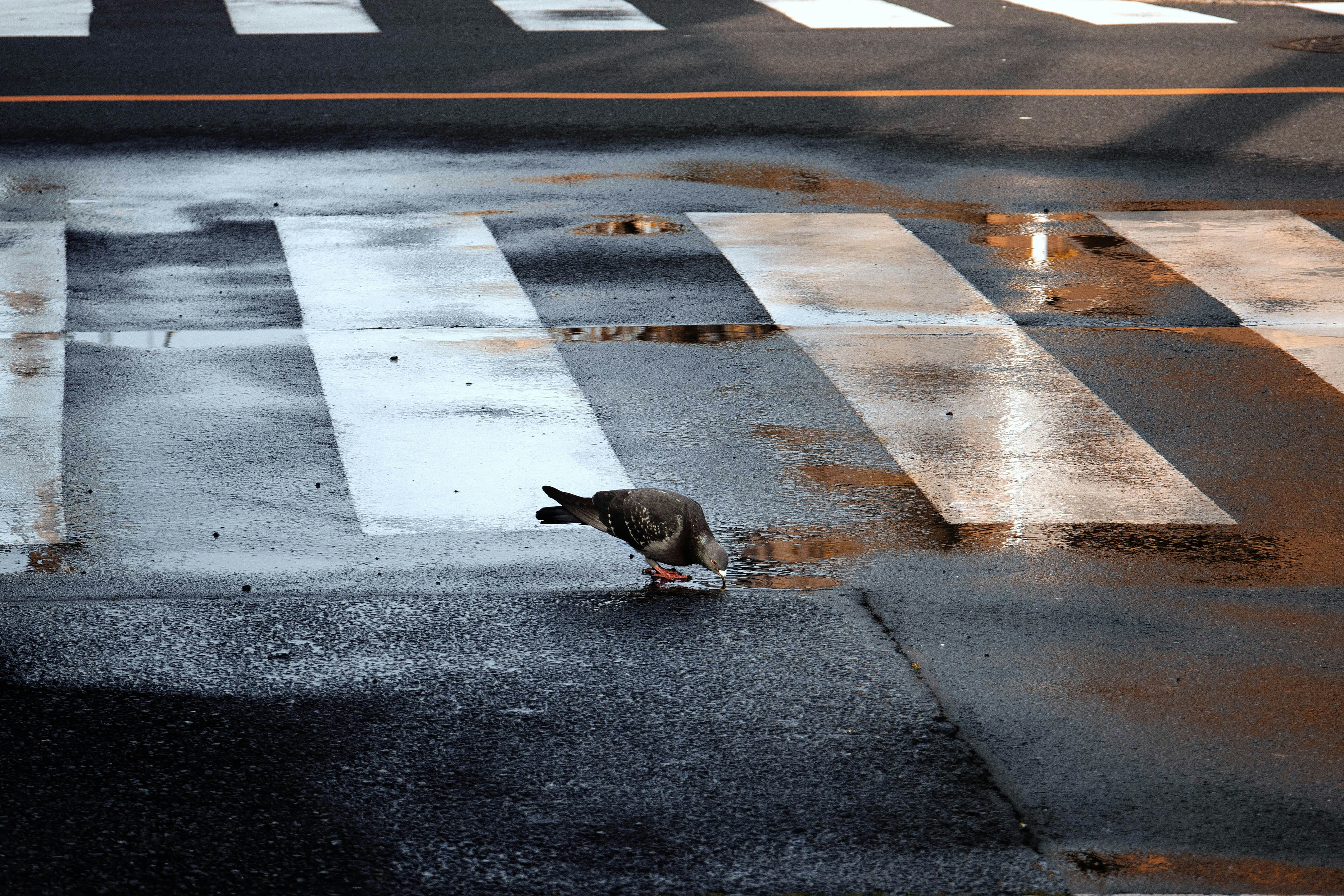 Photo by シコウ リュウ with Canon EOS R