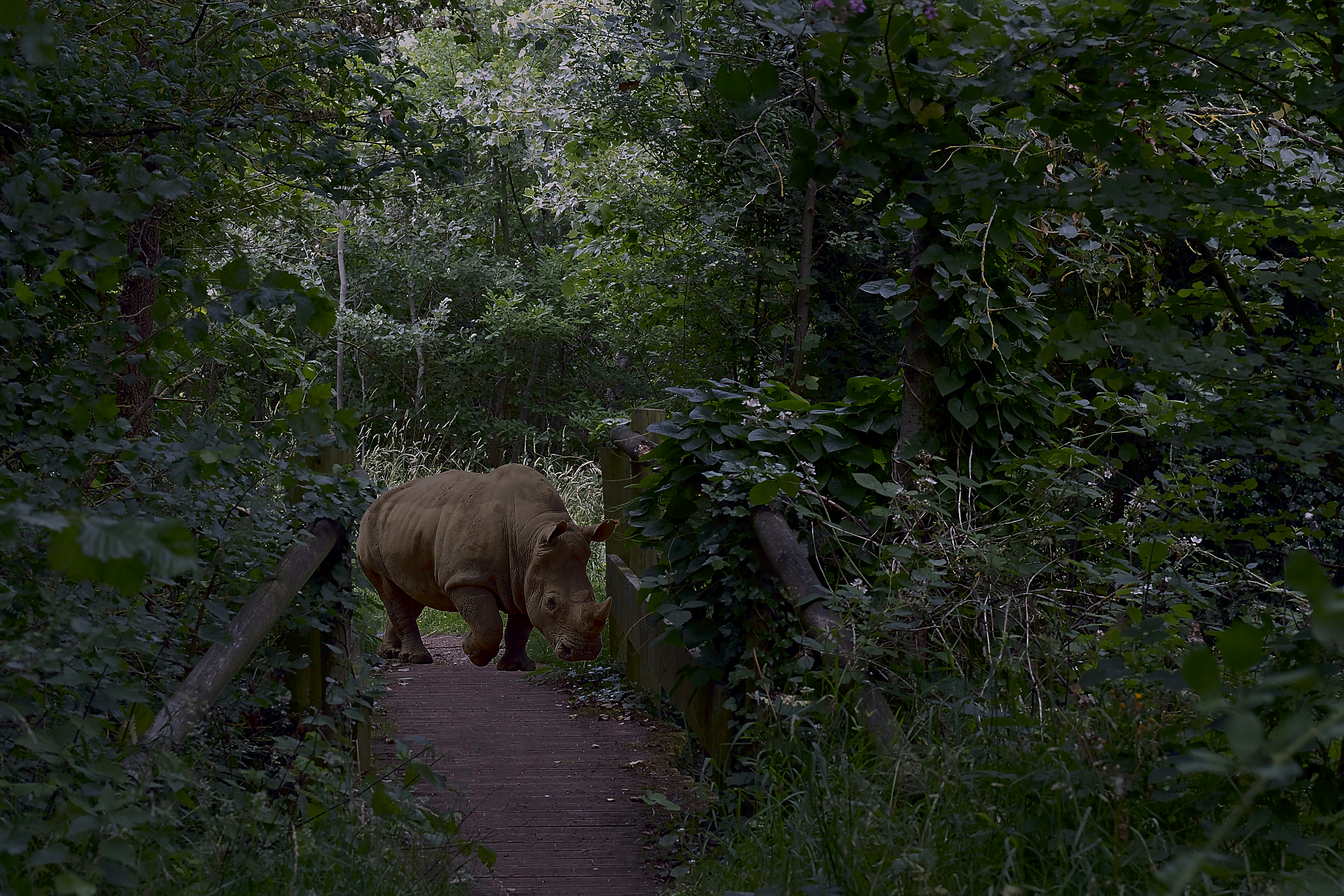 Bridgebound Bear: A Quiet Stroll Through Dusky Trails