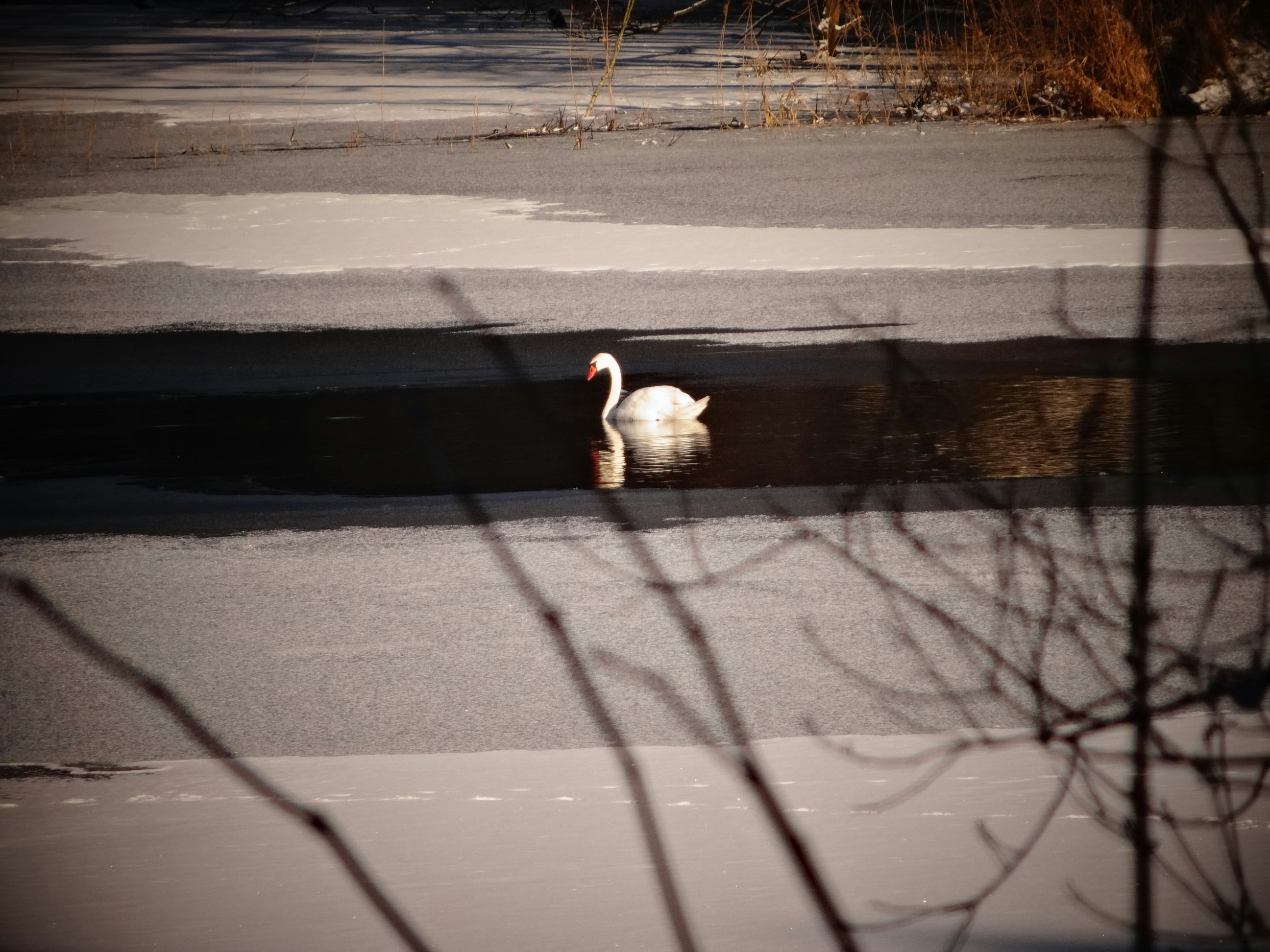 Swan in a Shadowed Ice Channel at Dusk