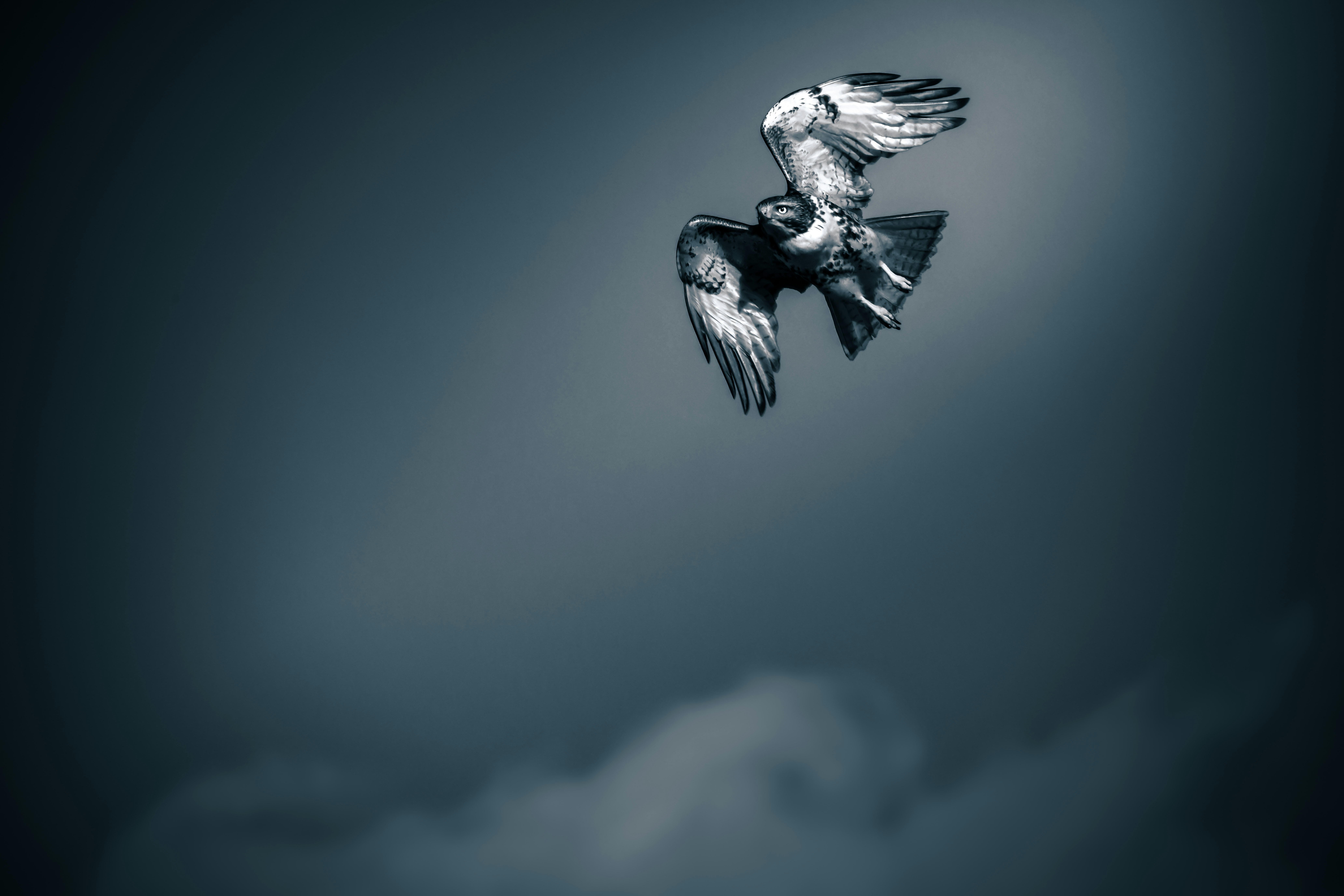 Slate-Wing Soaring: A lone raptor carving through a cobalt-blue, moody sky