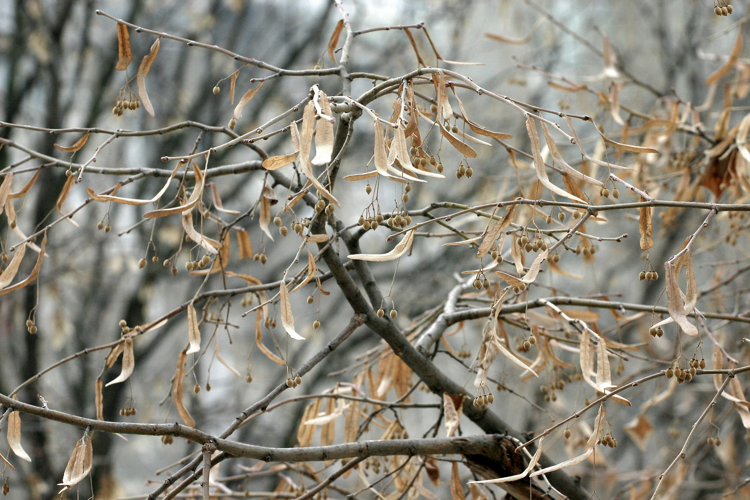 Dried leaves and seeds cling to a bare tree branch, showcasing the stark beauty of winter's touch. The muted background enhances the focus on the delicate details.