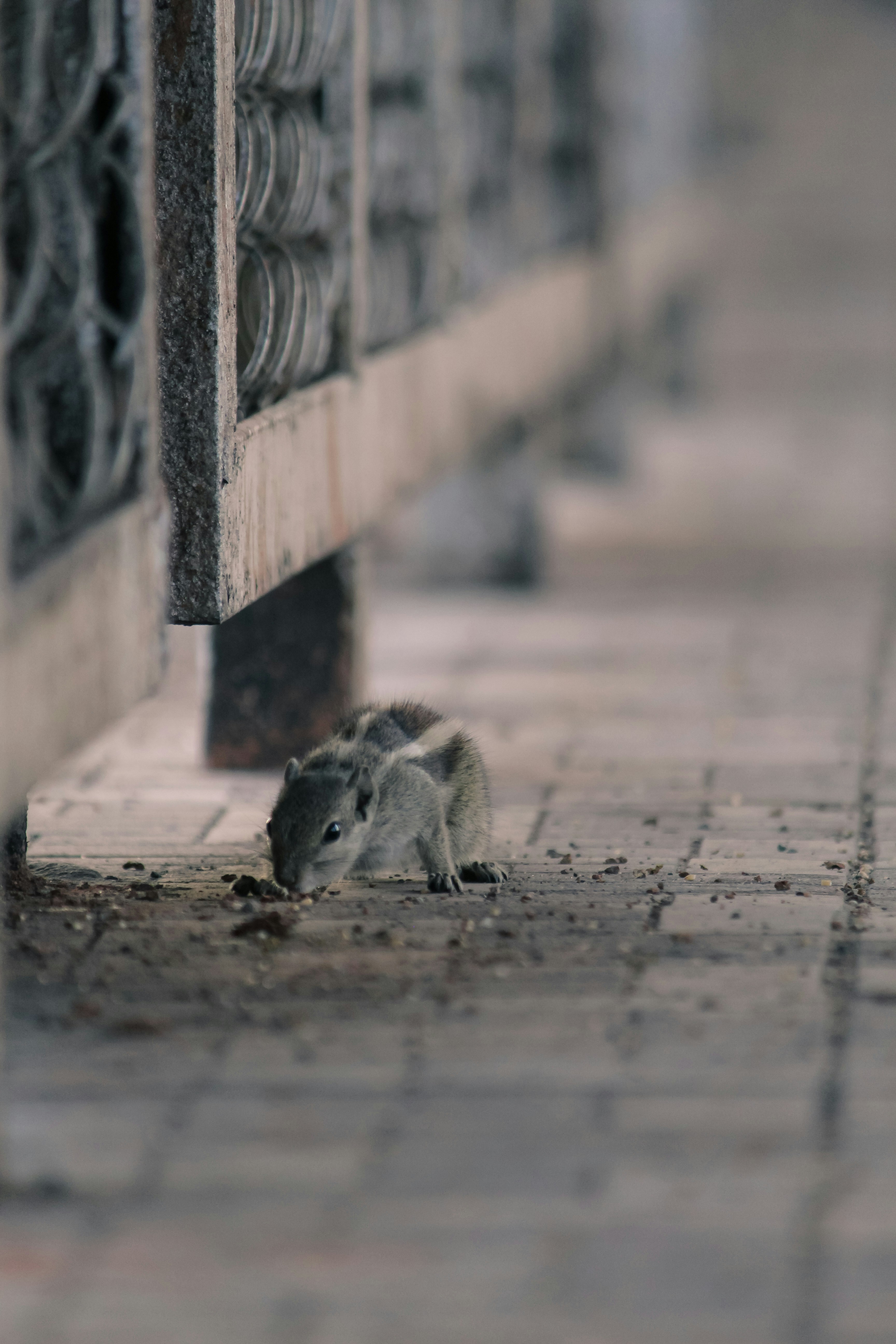 Crumbs in the Concrete: A Squirrel's Quiet Forage