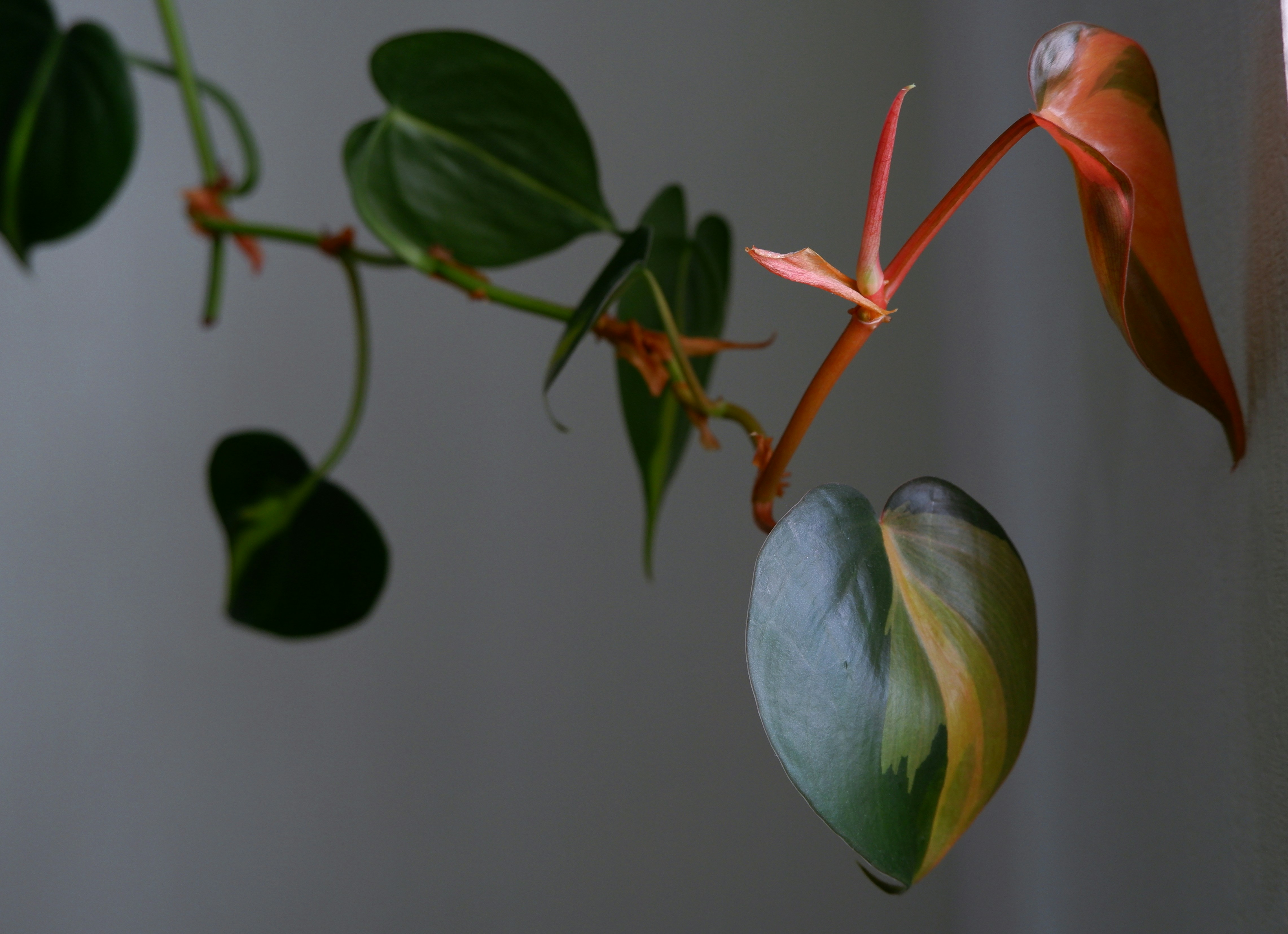 A close-up of a vibrant heart-shaped leaf, showcasing its rich colors and delicate veins against a softly blurred background.