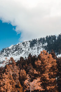 Autumnal Pines Framing a Snow-Dusted Ridge Under a Clear Sky