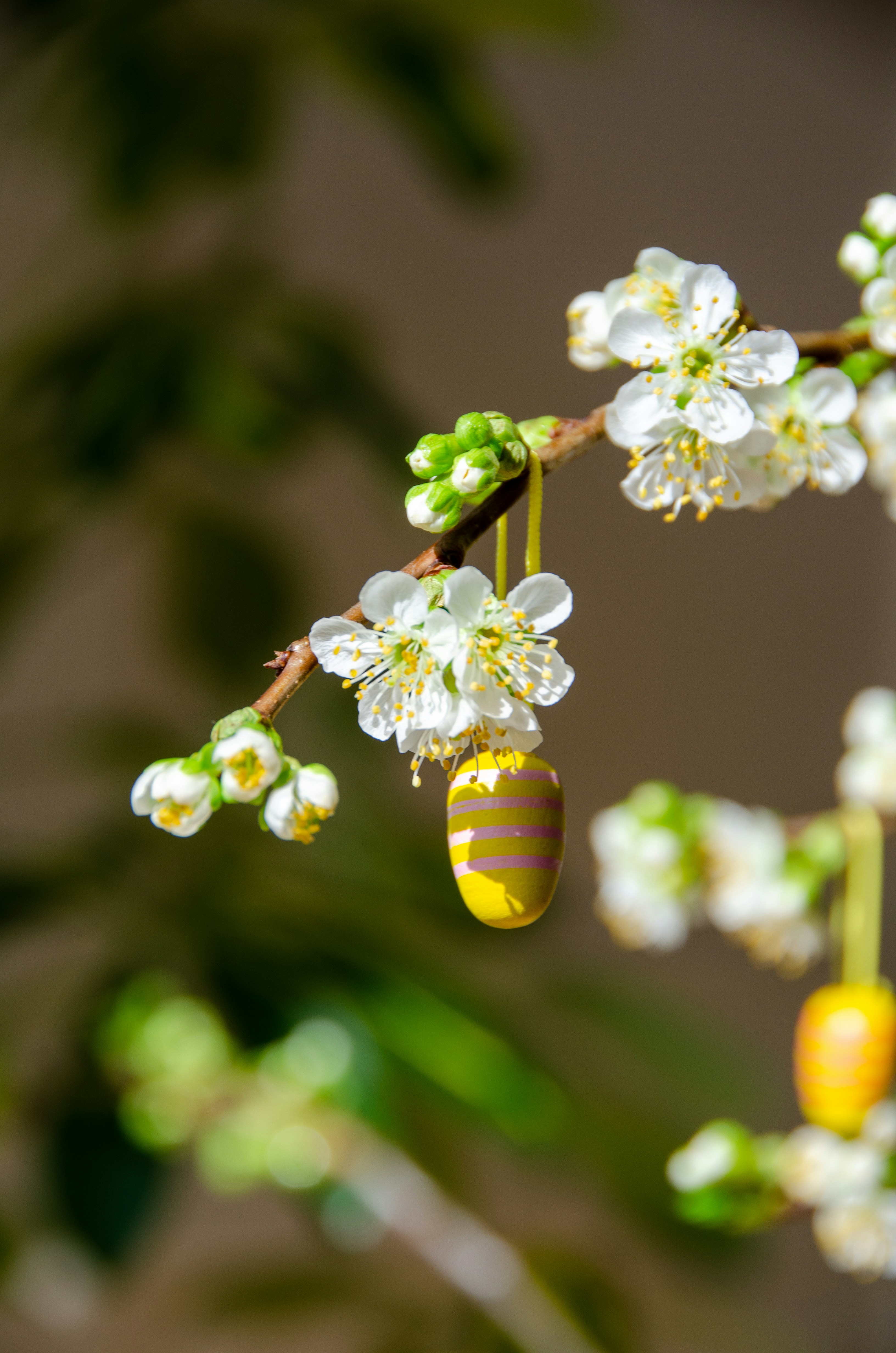 Bee-handle Blossom: A Yellow-striped Capsule Balances on White Petals