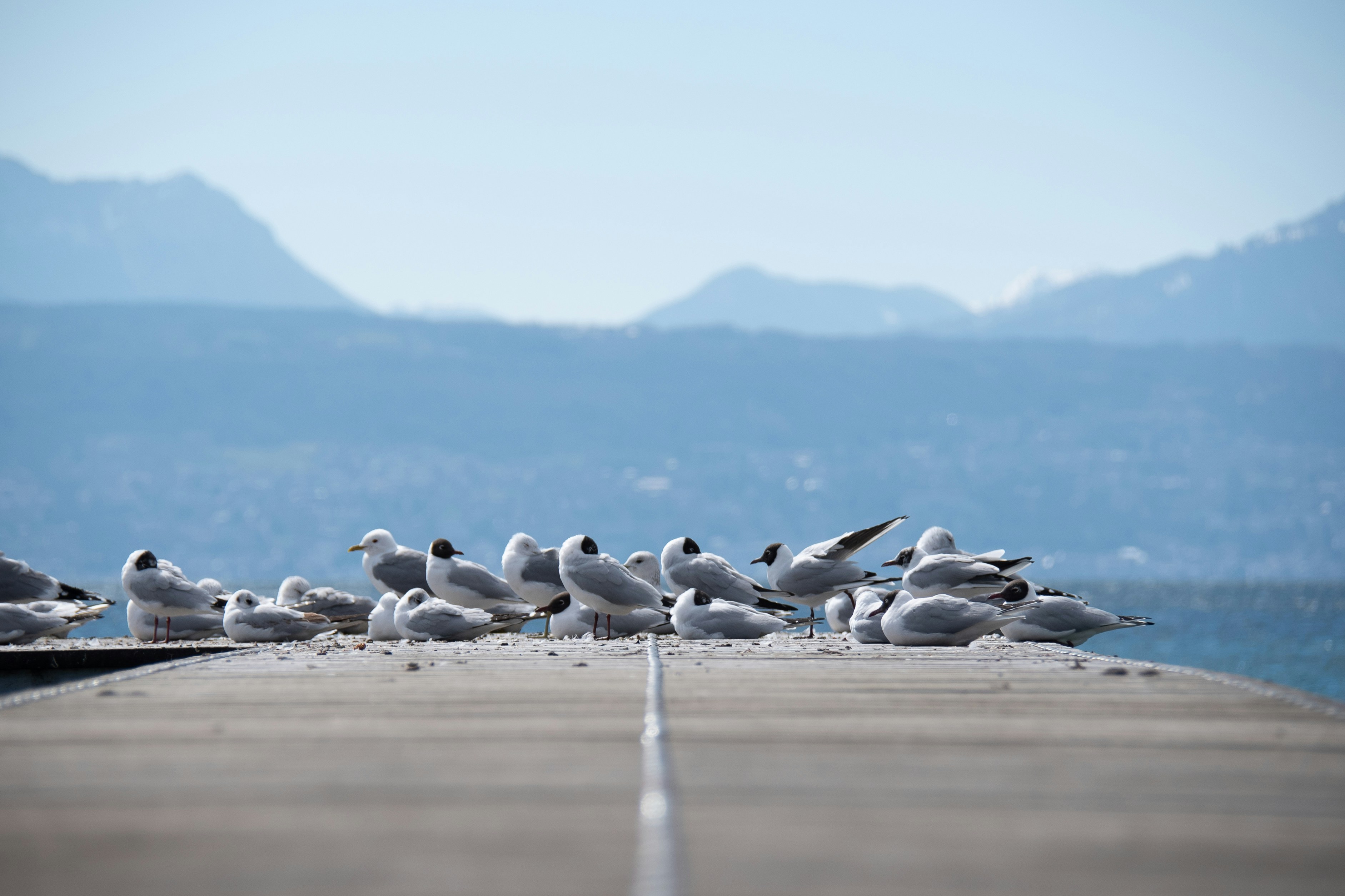 A group of seagulls resting on a pier with mountains in the background, showcasing the tranquility of nature. The scene captures the essence of coastal life.