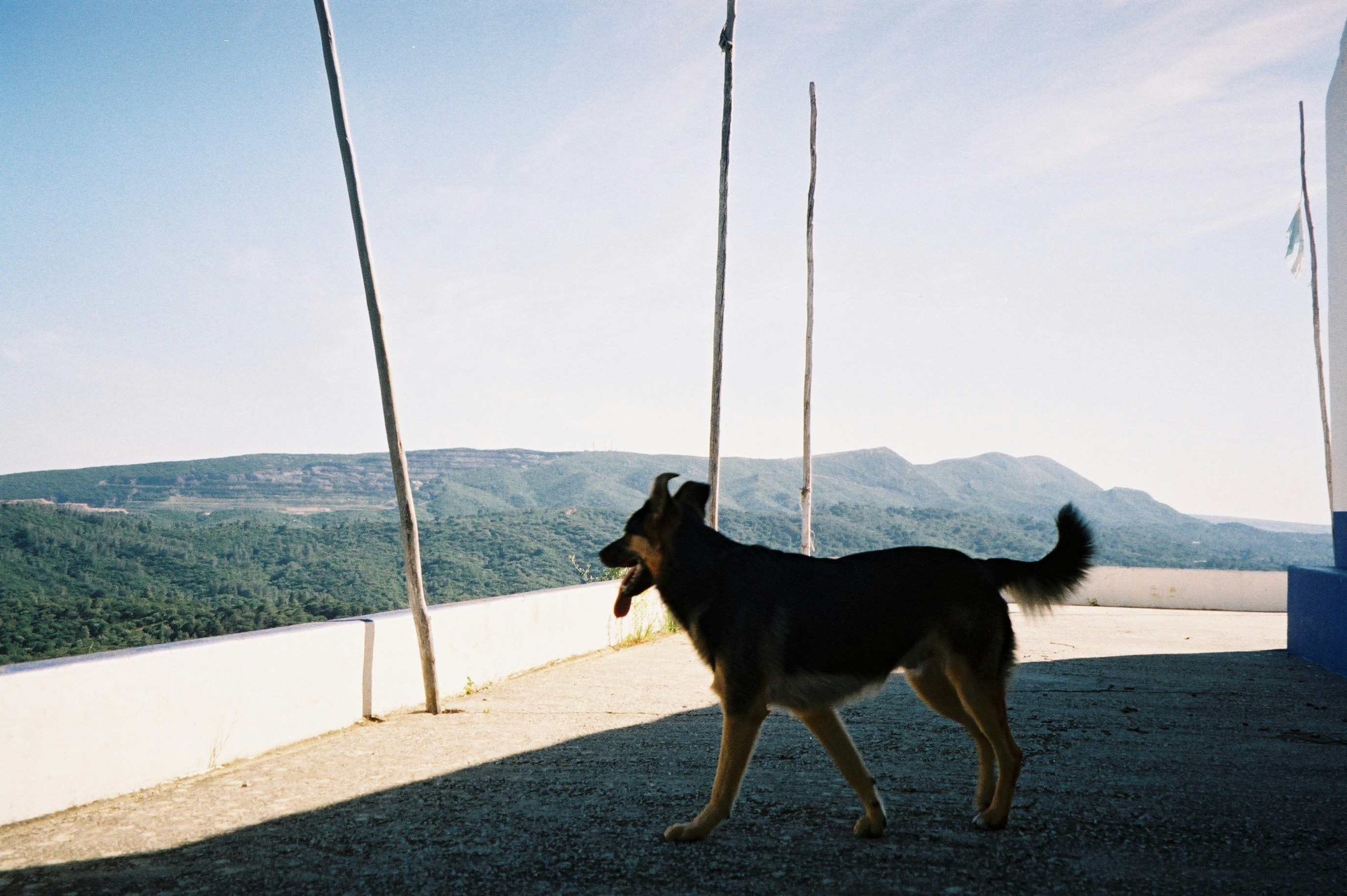 Dog walking along a mountain viewpoint under a clear sky.
